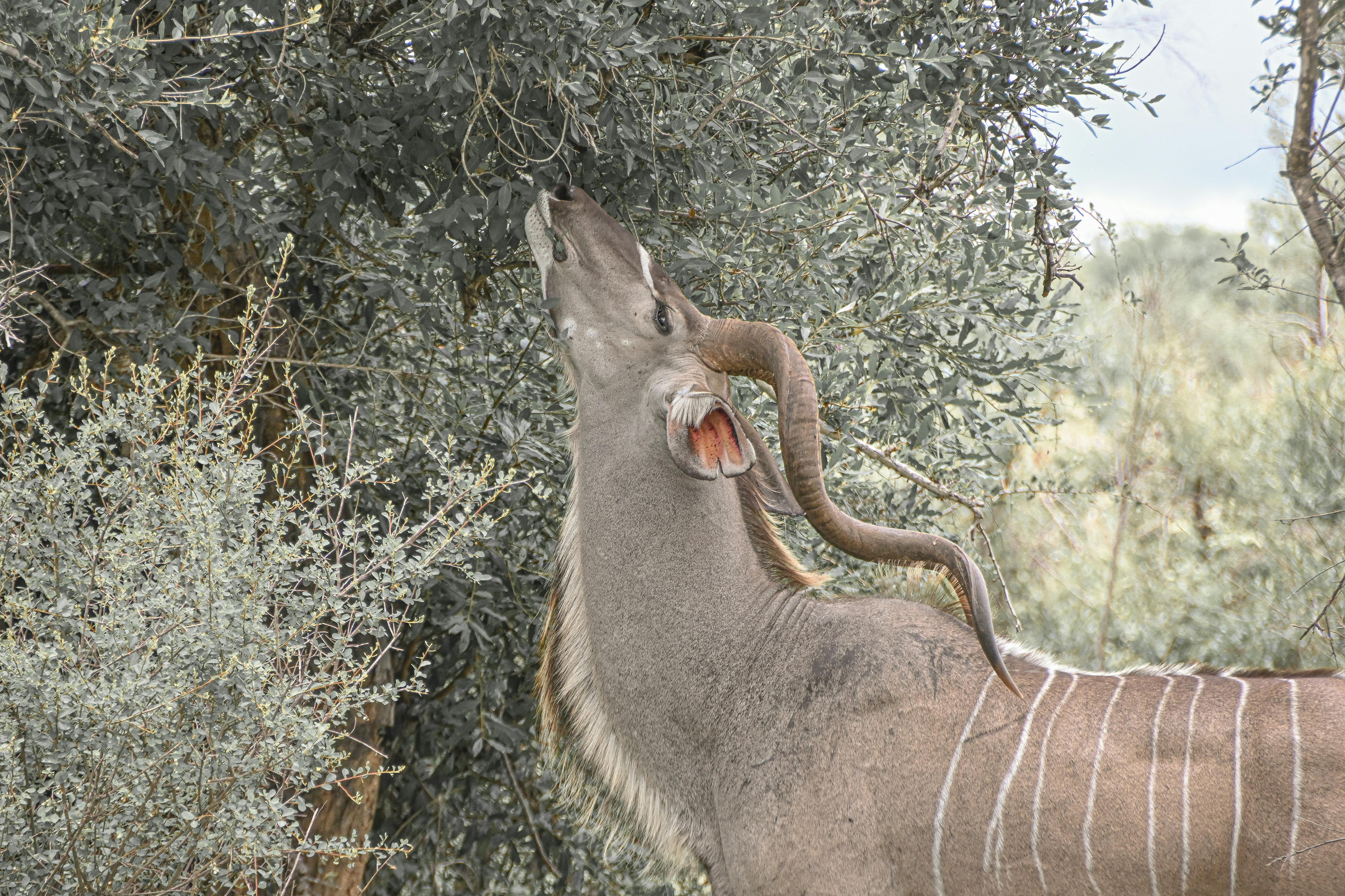 Kudu eating · Free Stock Photo