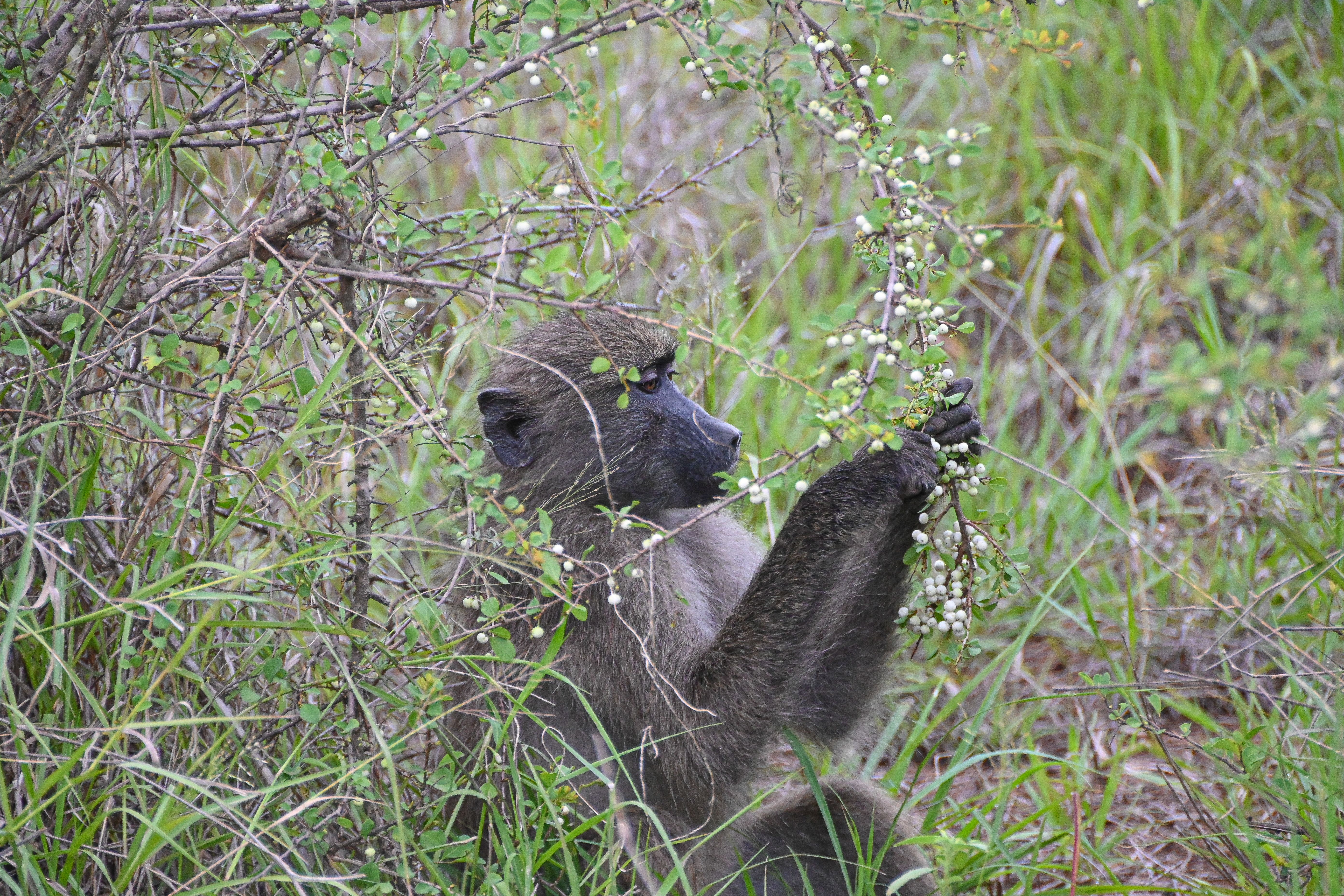 Close-up of a Baboon Sitting on a Field · Free Stock Photo