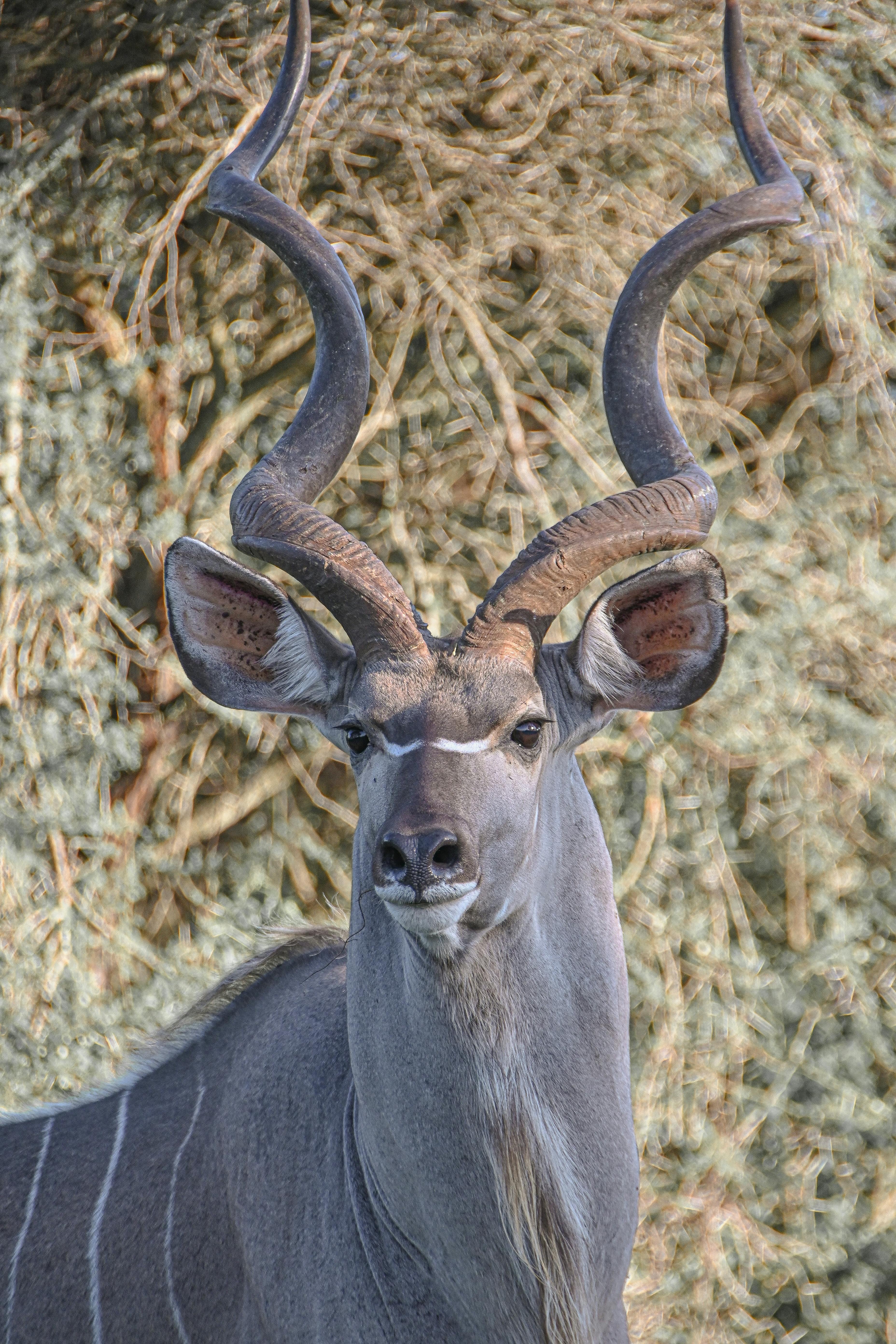 Kudu Photos, Download The BEST Free Kudu Stock Photos & HD Images