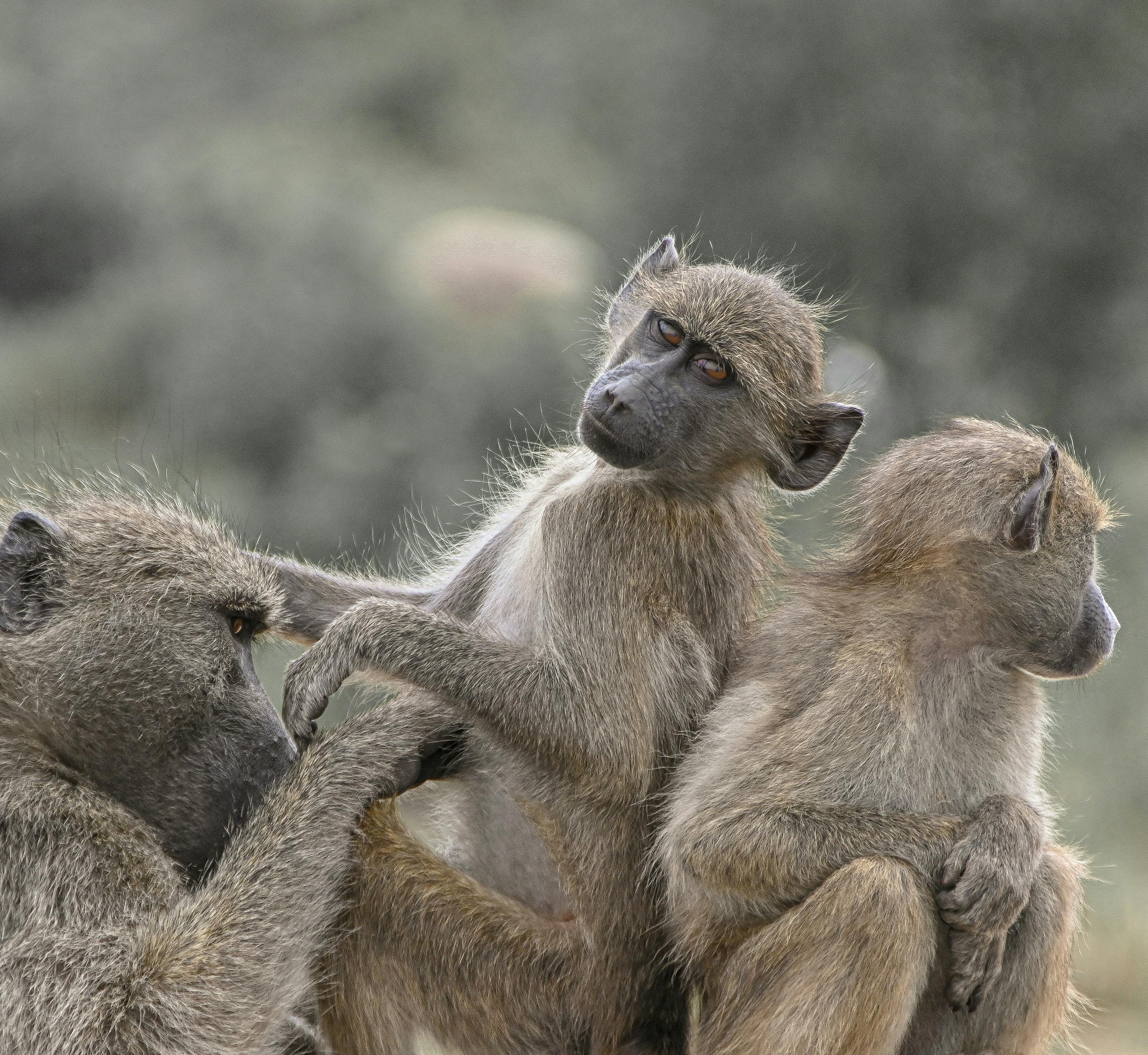 Two Curious Baboons Hanging Out · Free Stock Photo