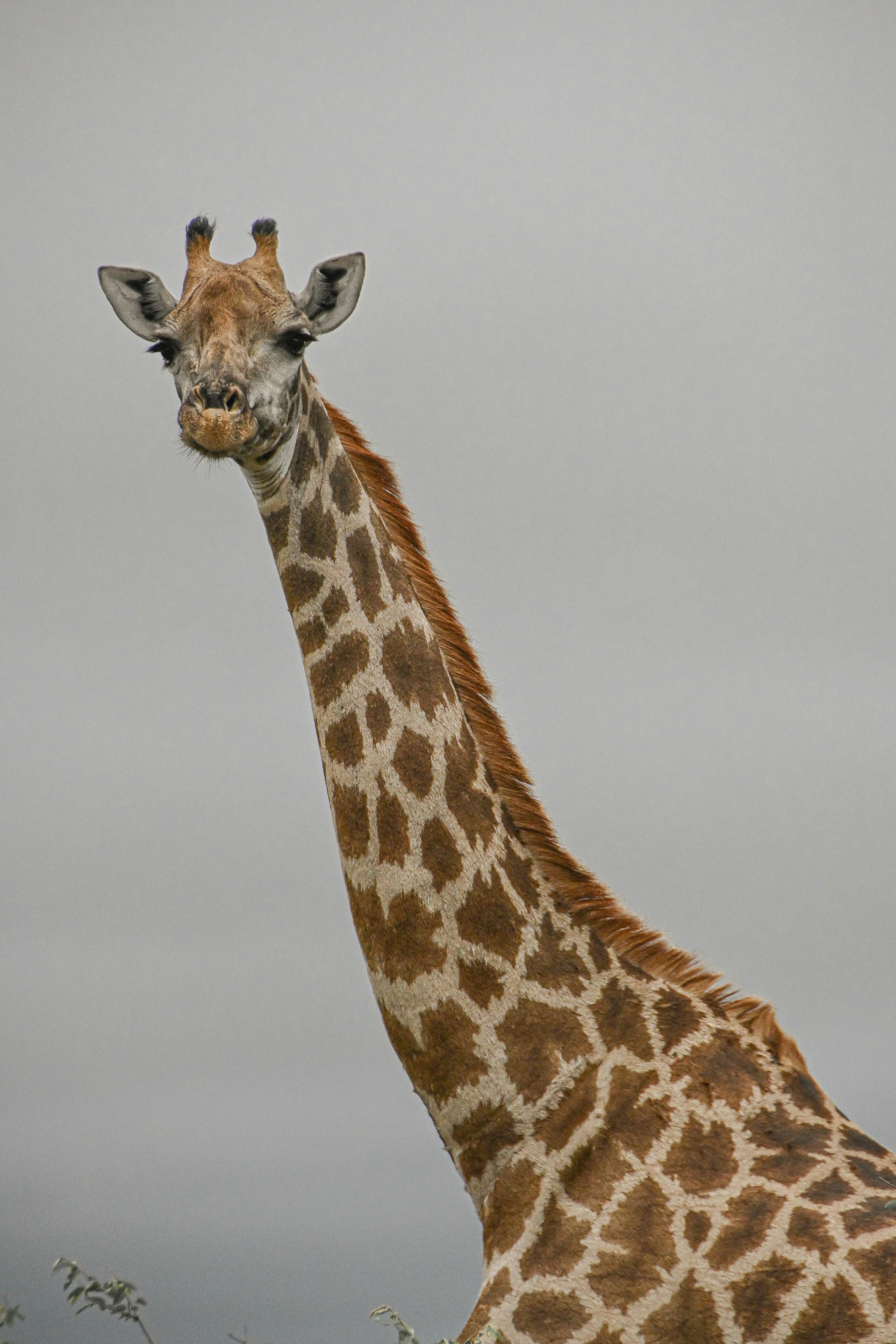 Foto de stock gratuita sobre abrigo manchado, áfrica, al aire libre ...