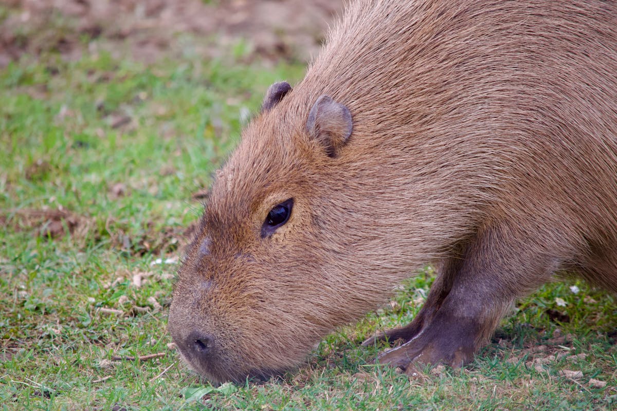 Capybara Profile Photos, Download The BEST Free Capybara Profile Stock ...