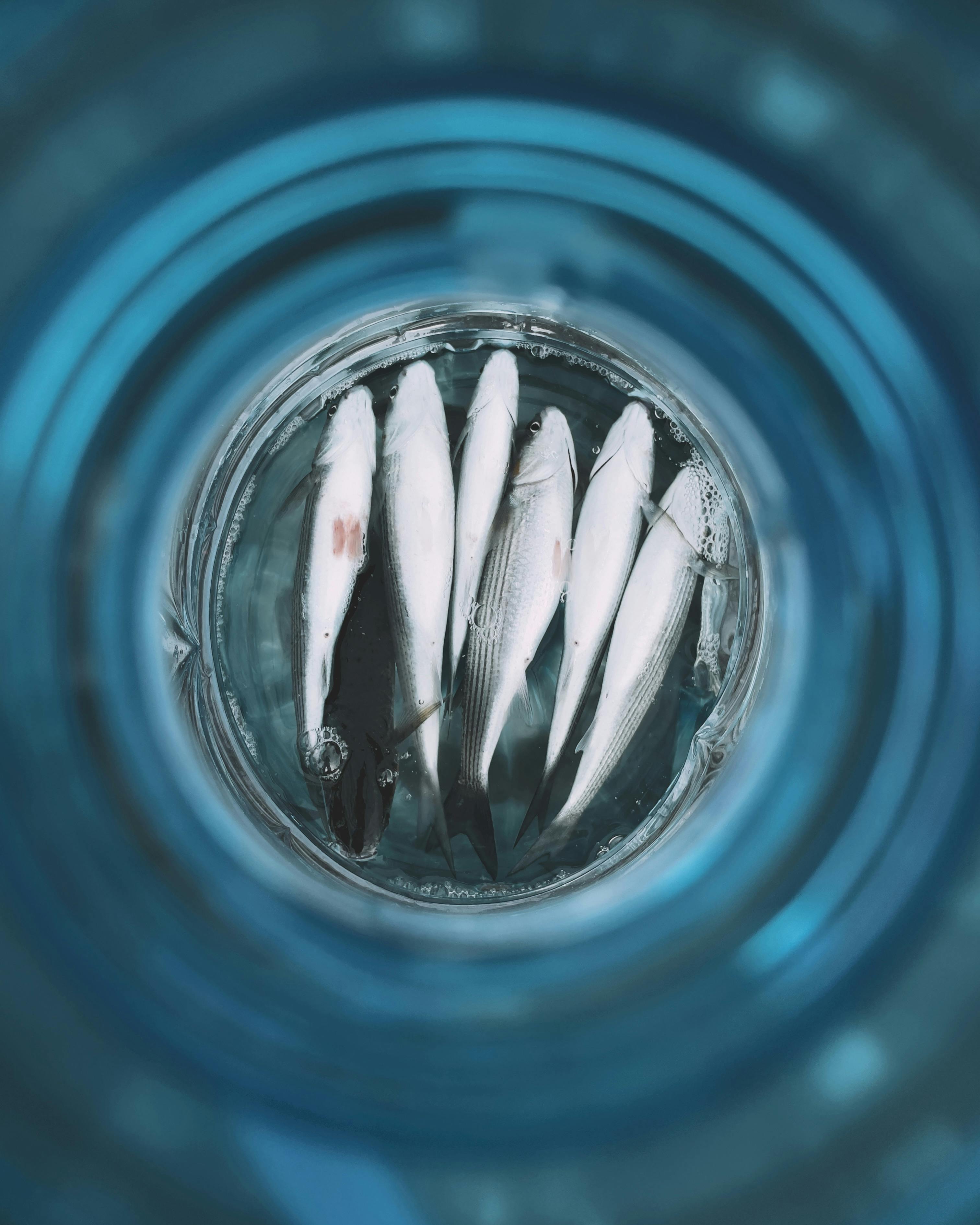 Fish Catch · Free Stock Photo