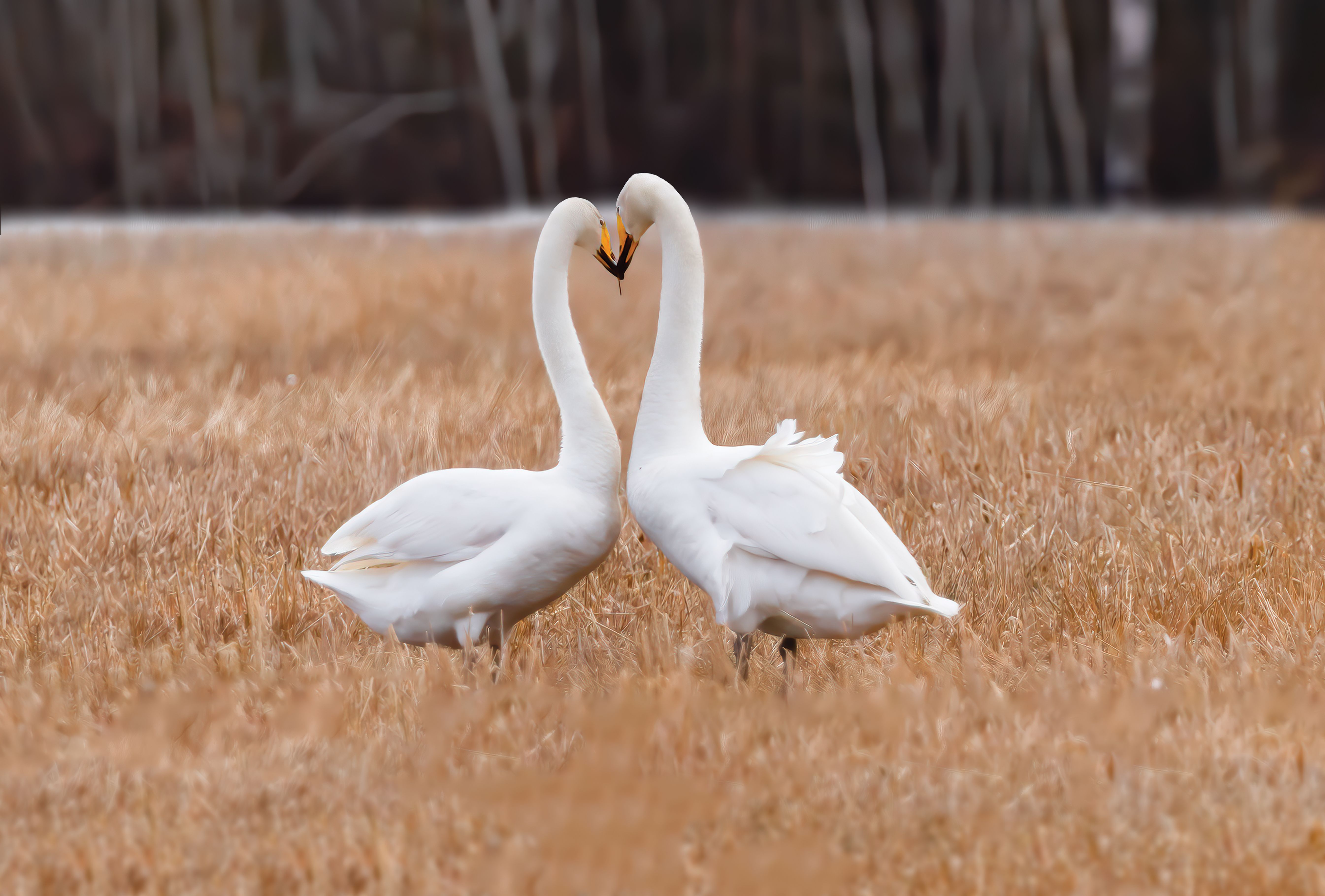 Whooper Swans Standing Together in Field · Free Stock Photo