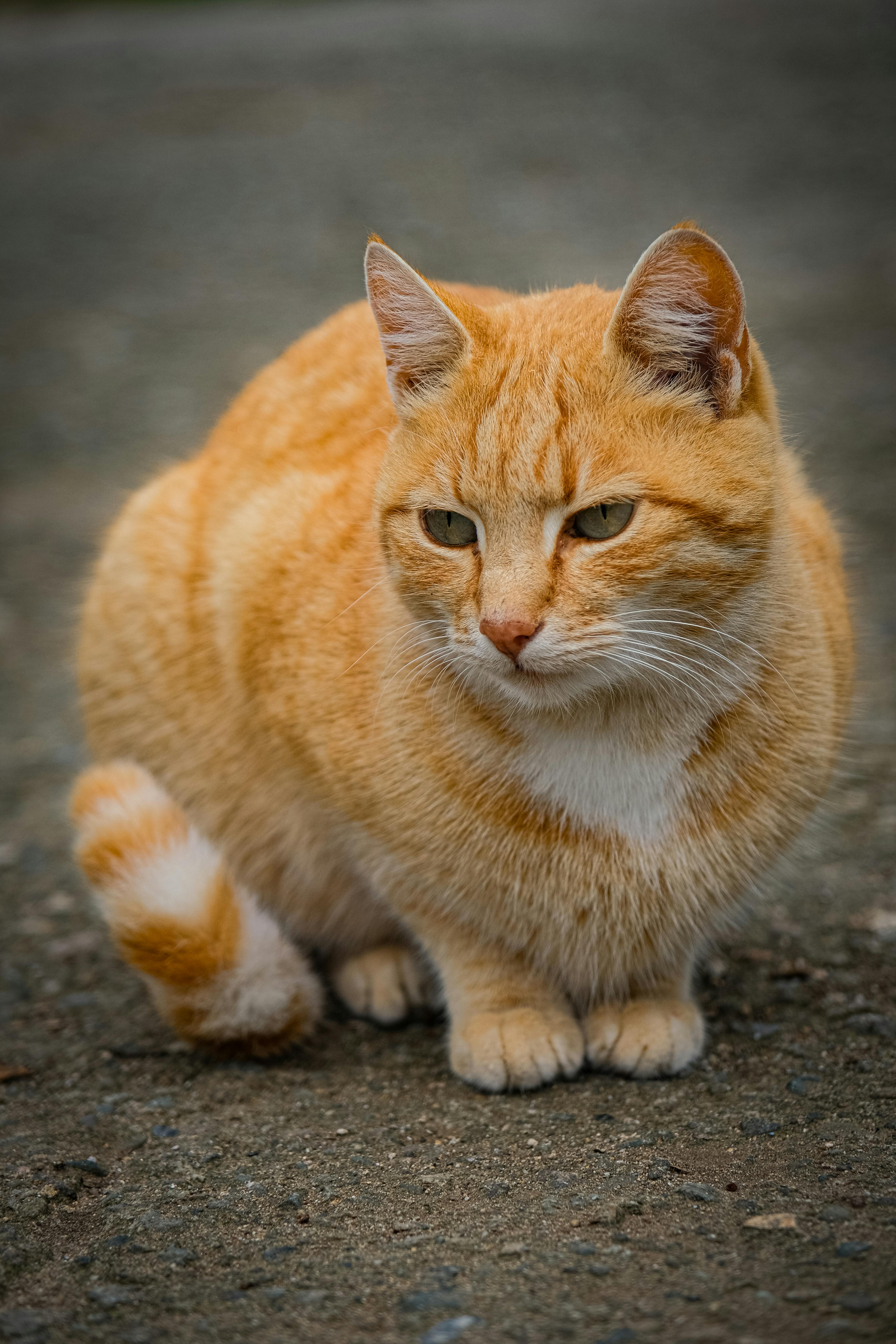 Cute Orange Cat · Free Stock Photo