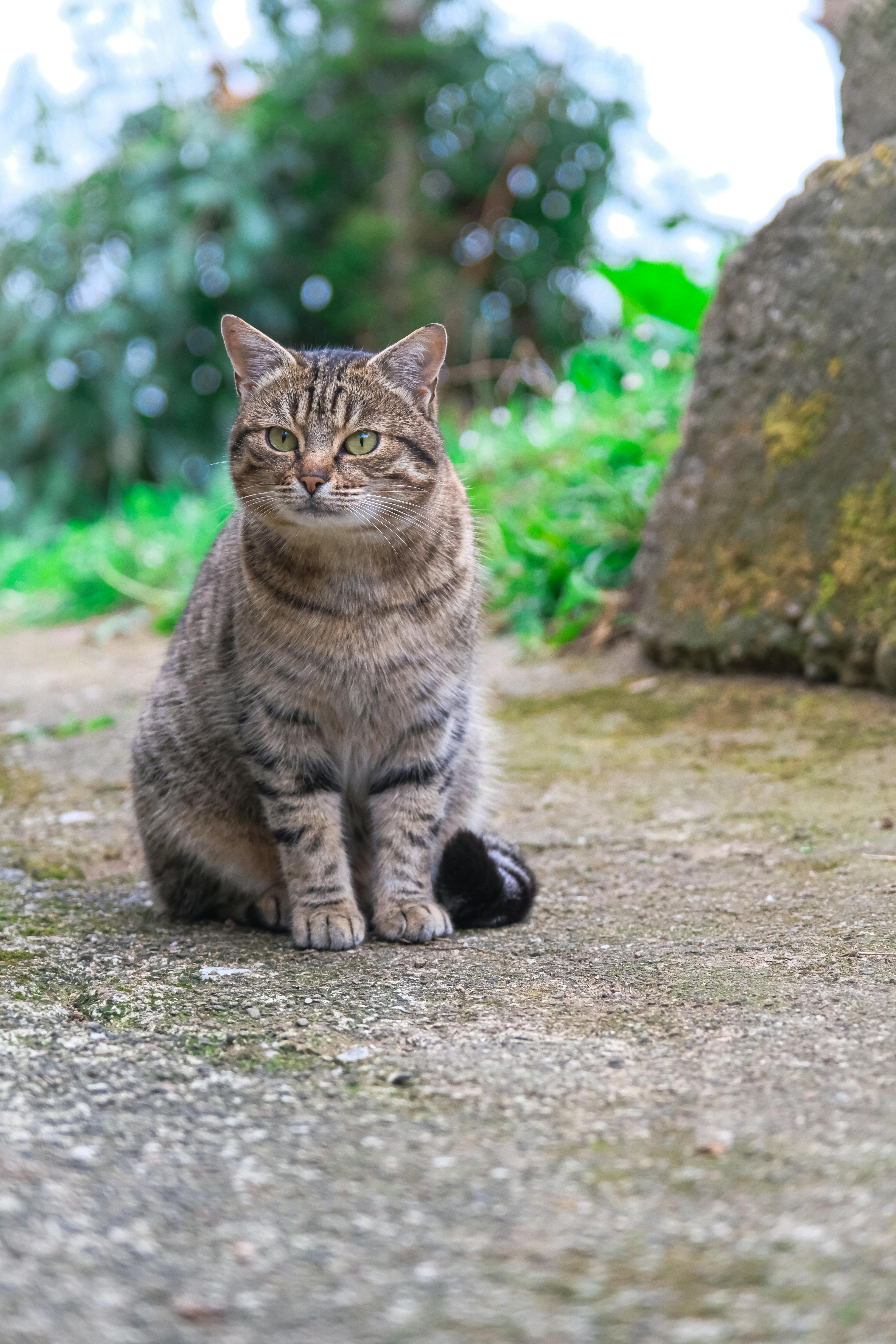 Pinut Felin Muntii Wegweiser Photos, Download The BEST Free Pinut Felin ...