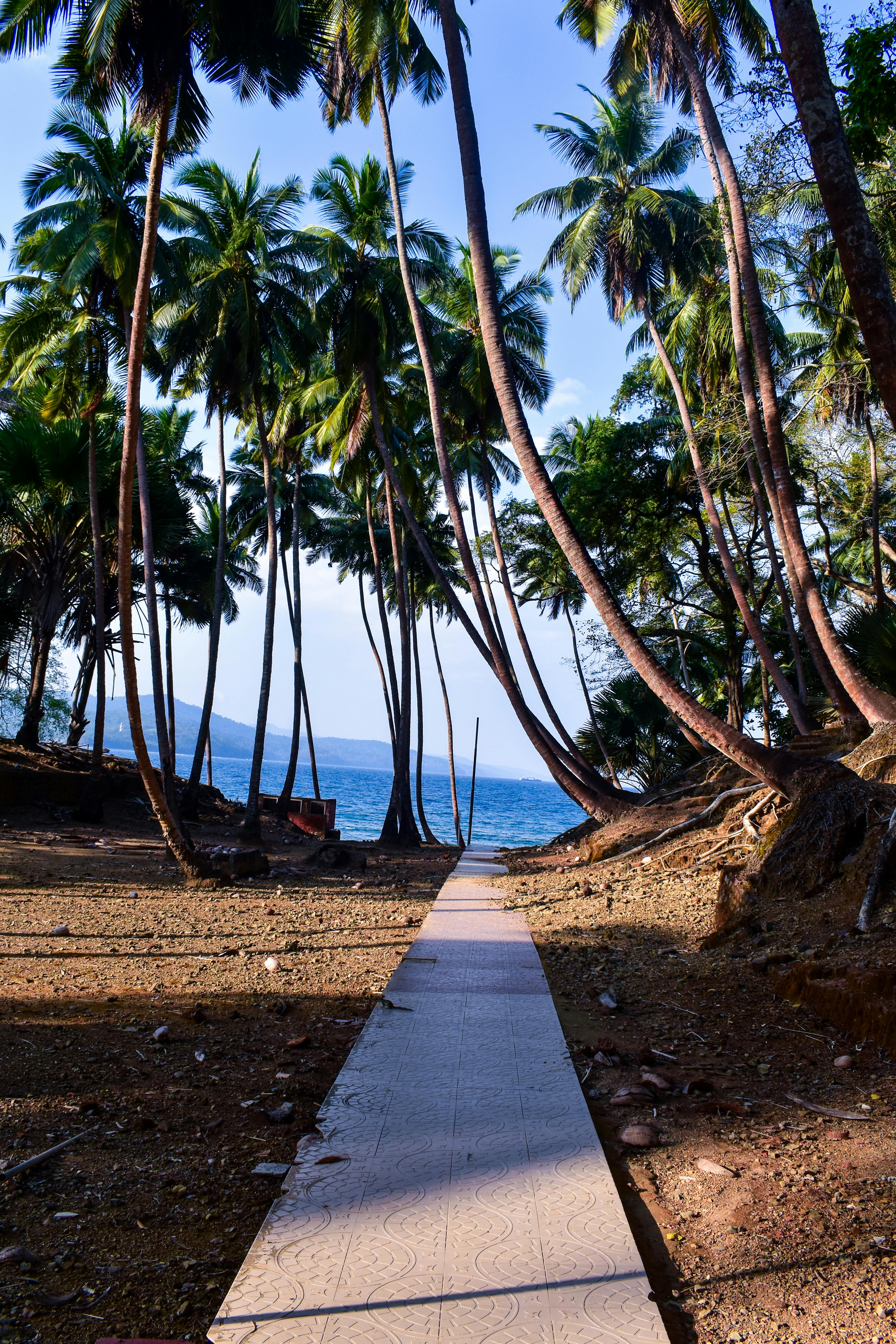 A Pavement Leading to the Beach between Palm Trees · Free Stock Photo