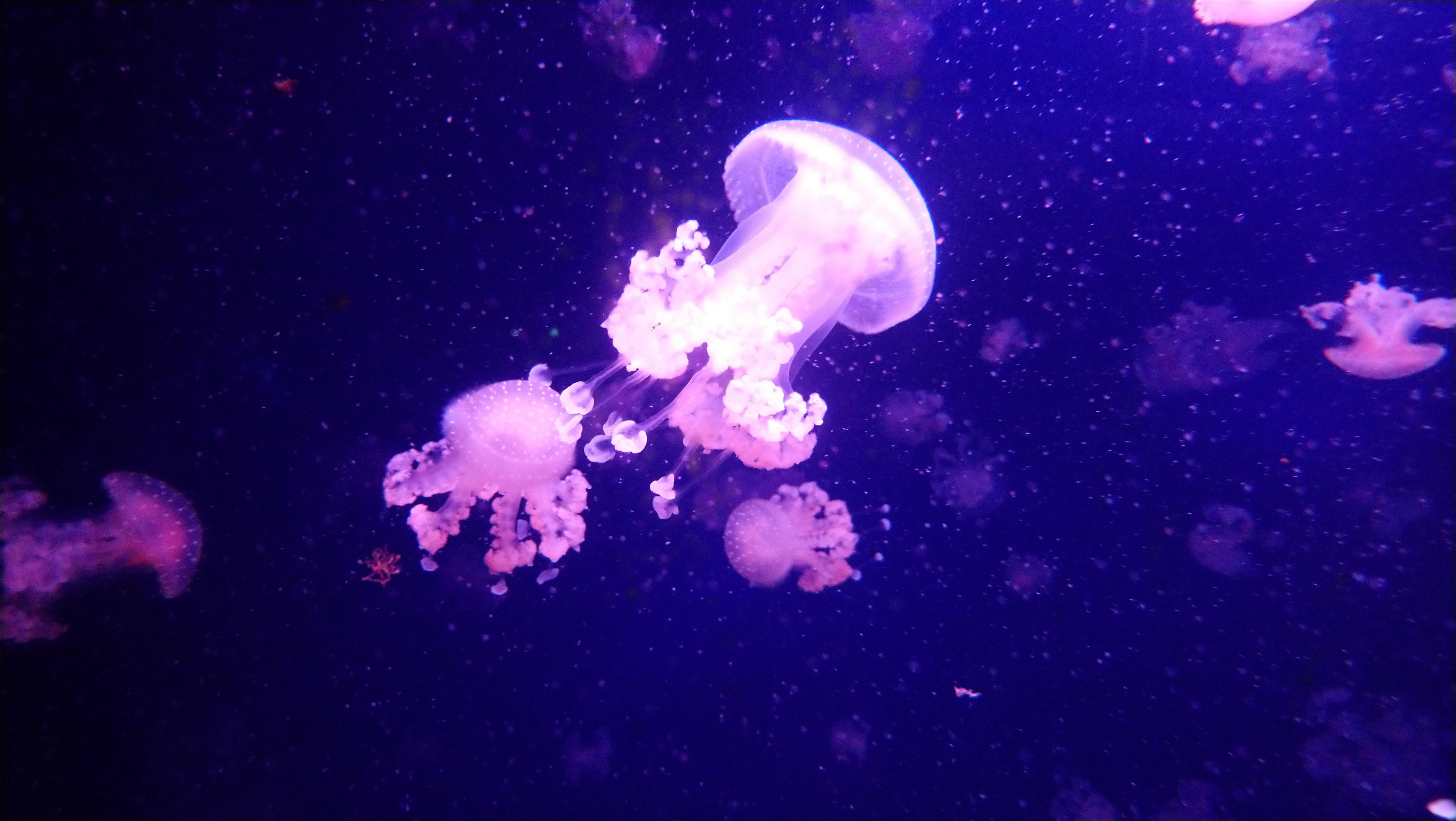 Photo of Pink Jellyfish · Free Stock Photo