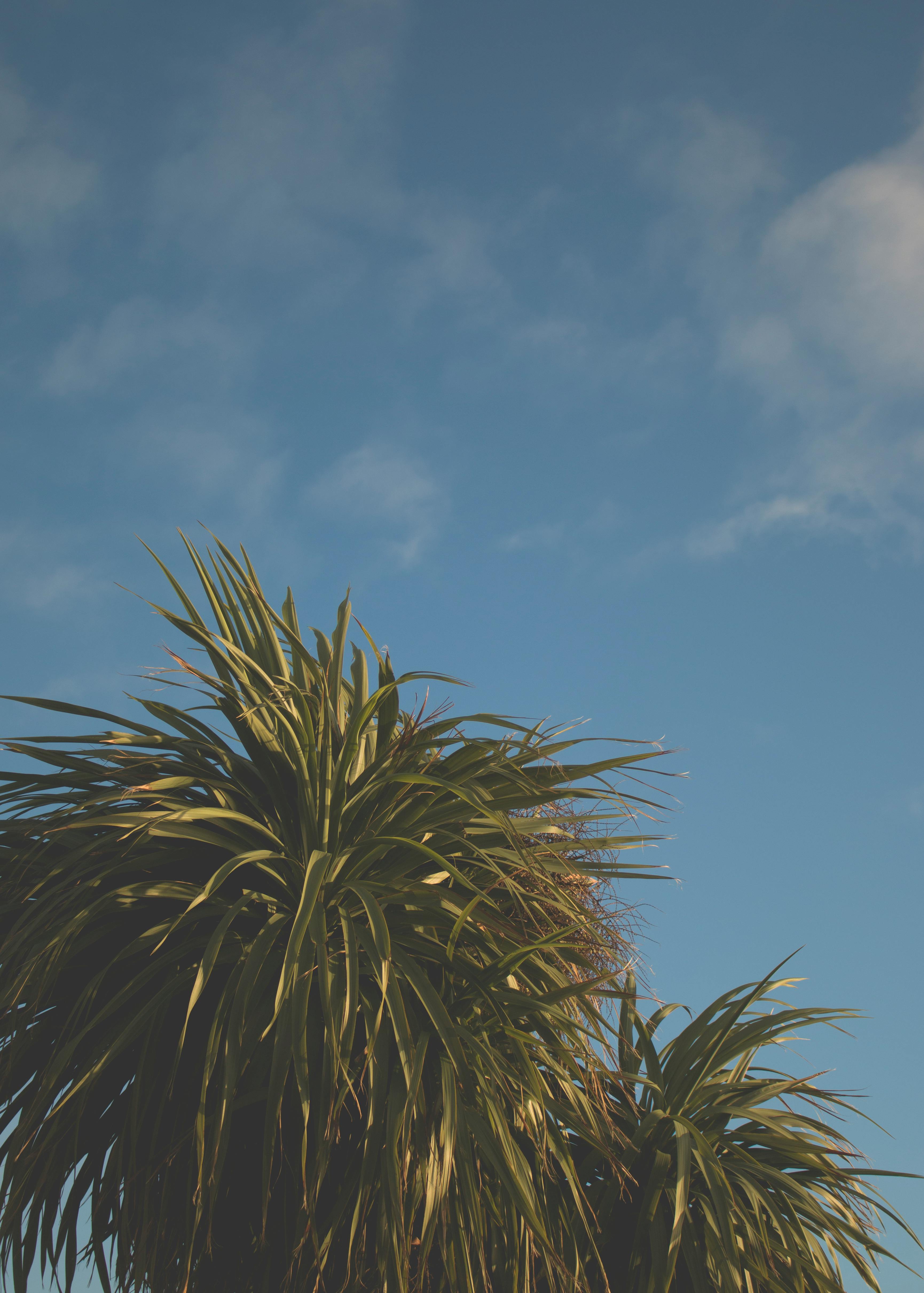 Selective Focus Photo Of Tree Branch · Free Stock Photo