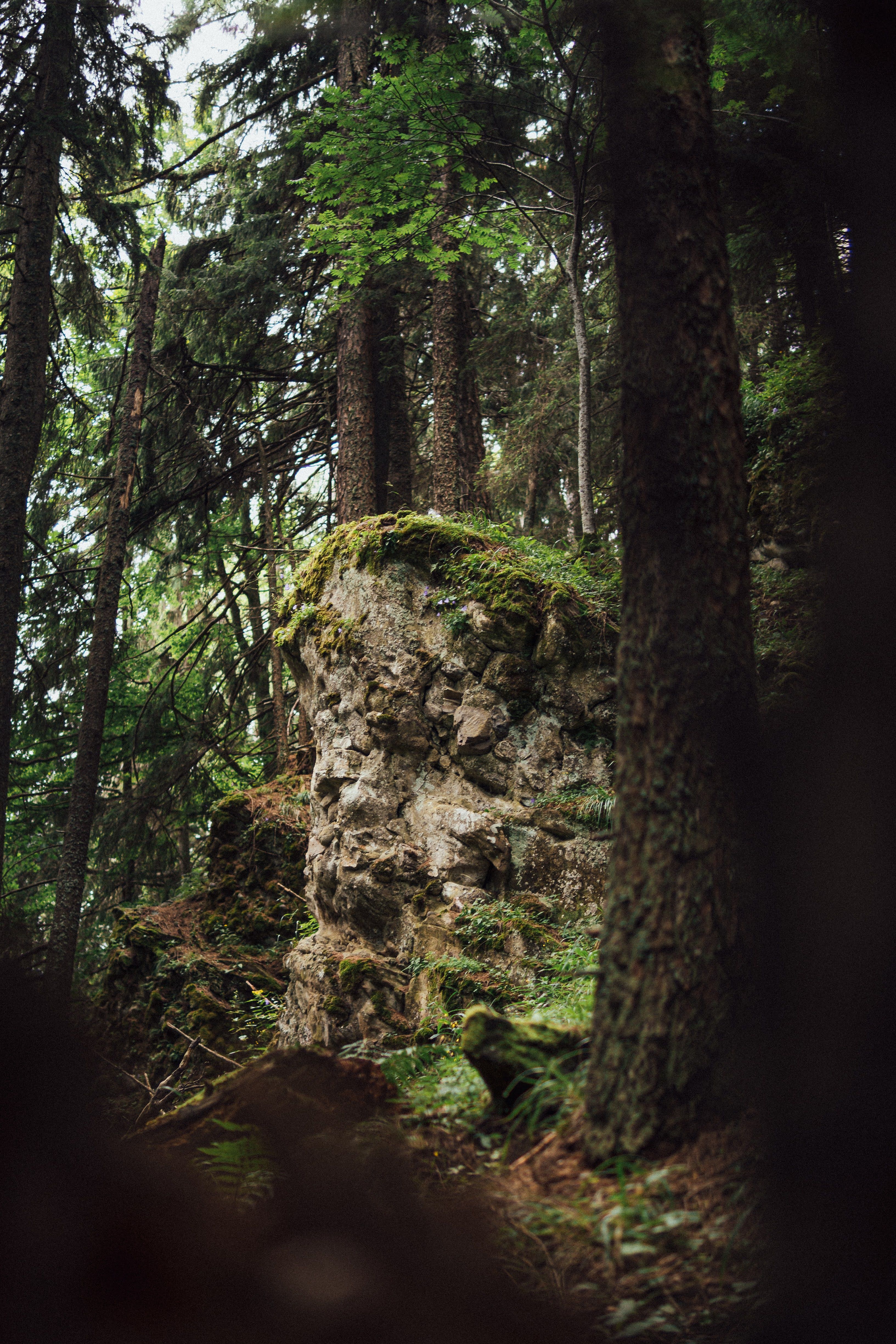 Boulder Among Trees in Woods · Free Stock Photo