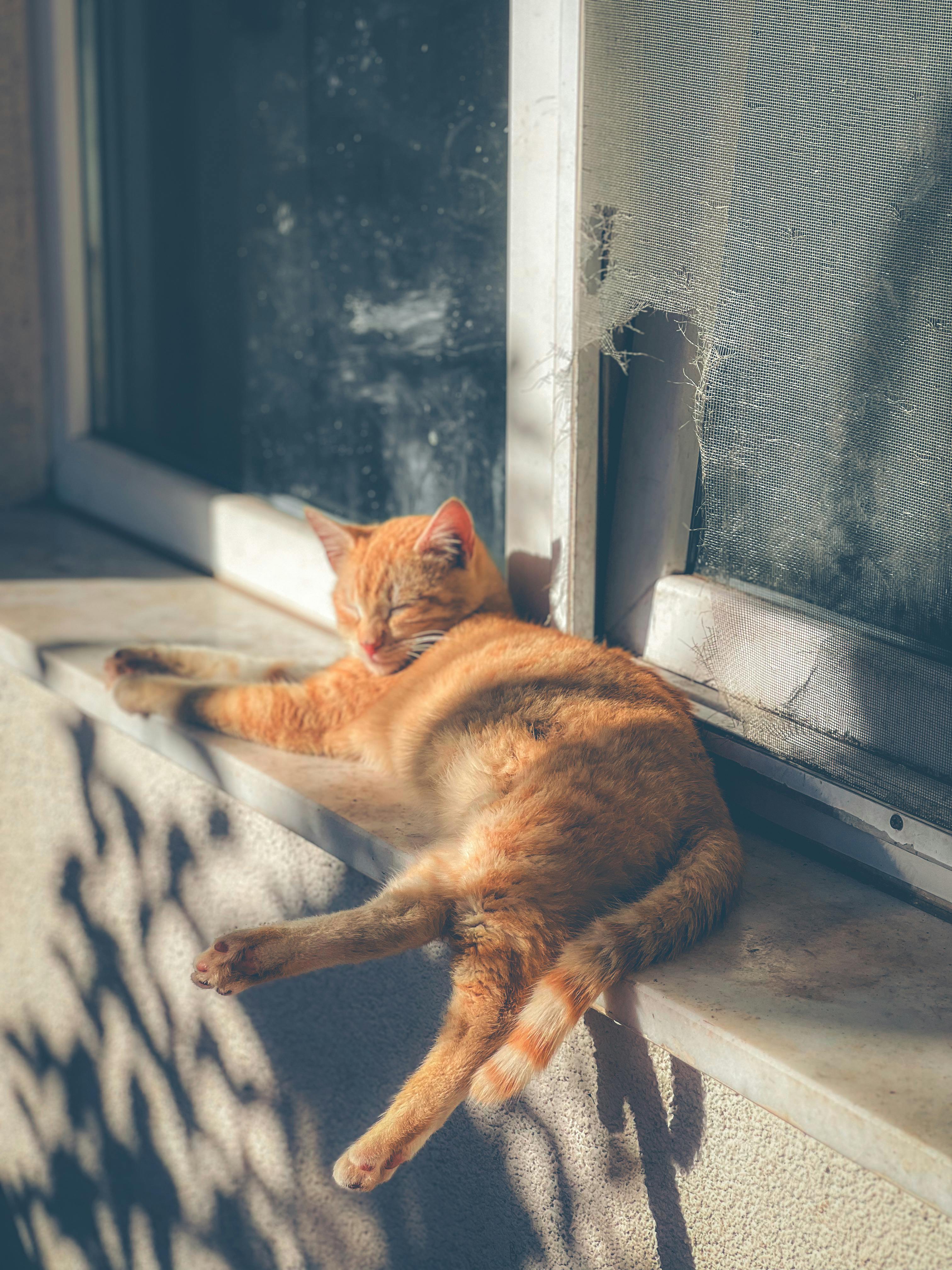 Ginger Cat Lying on Windowsill · Free Stock Photo