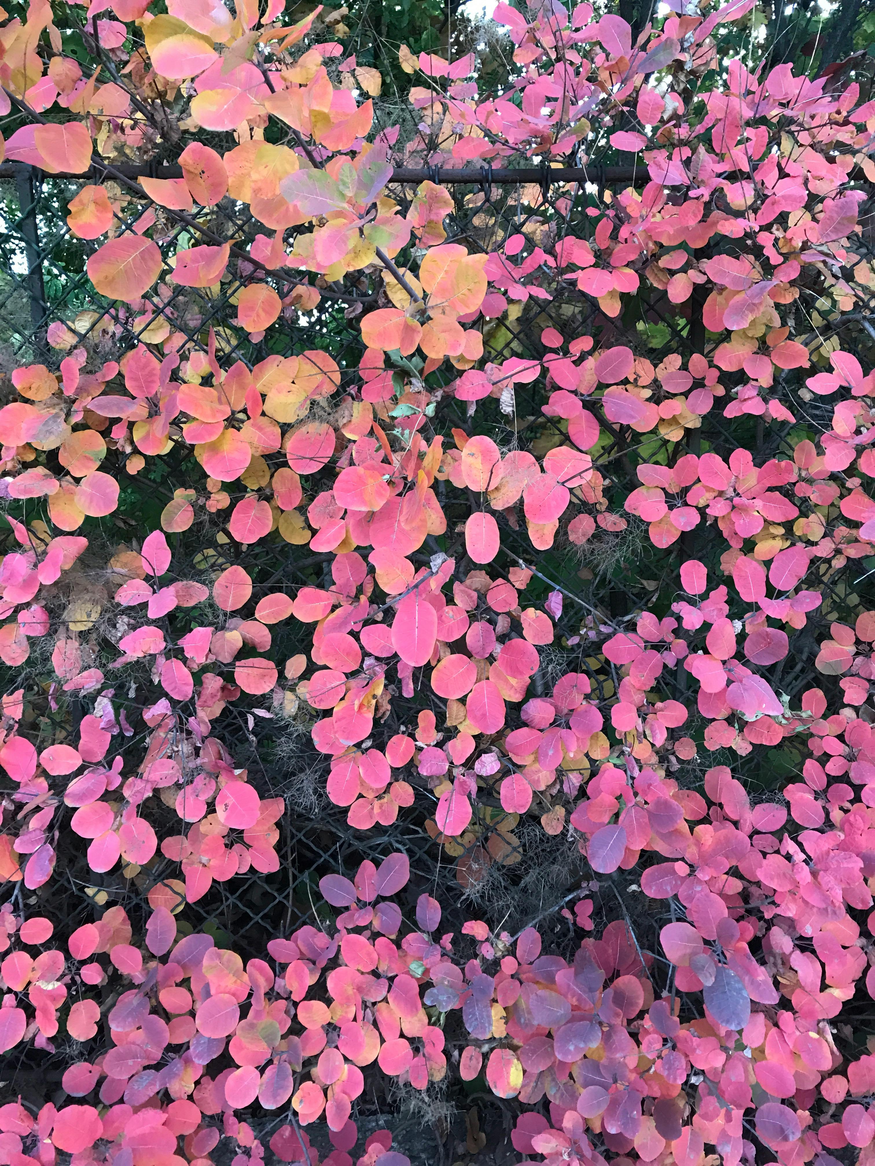 Dosio Dosev – Fotografia