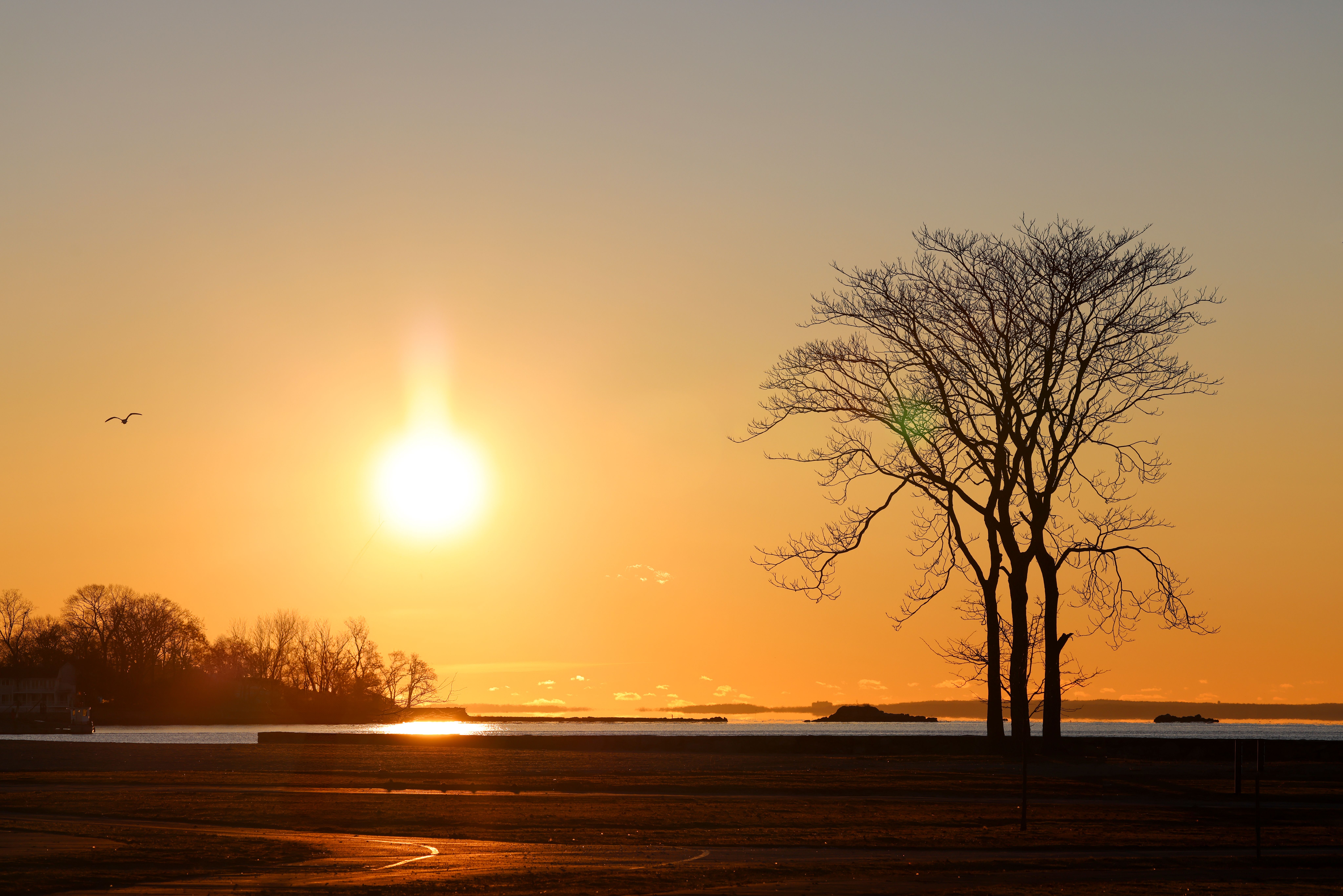 Trees with Bare Branches at a Seashore at Sunrise, Cove Island Park ...