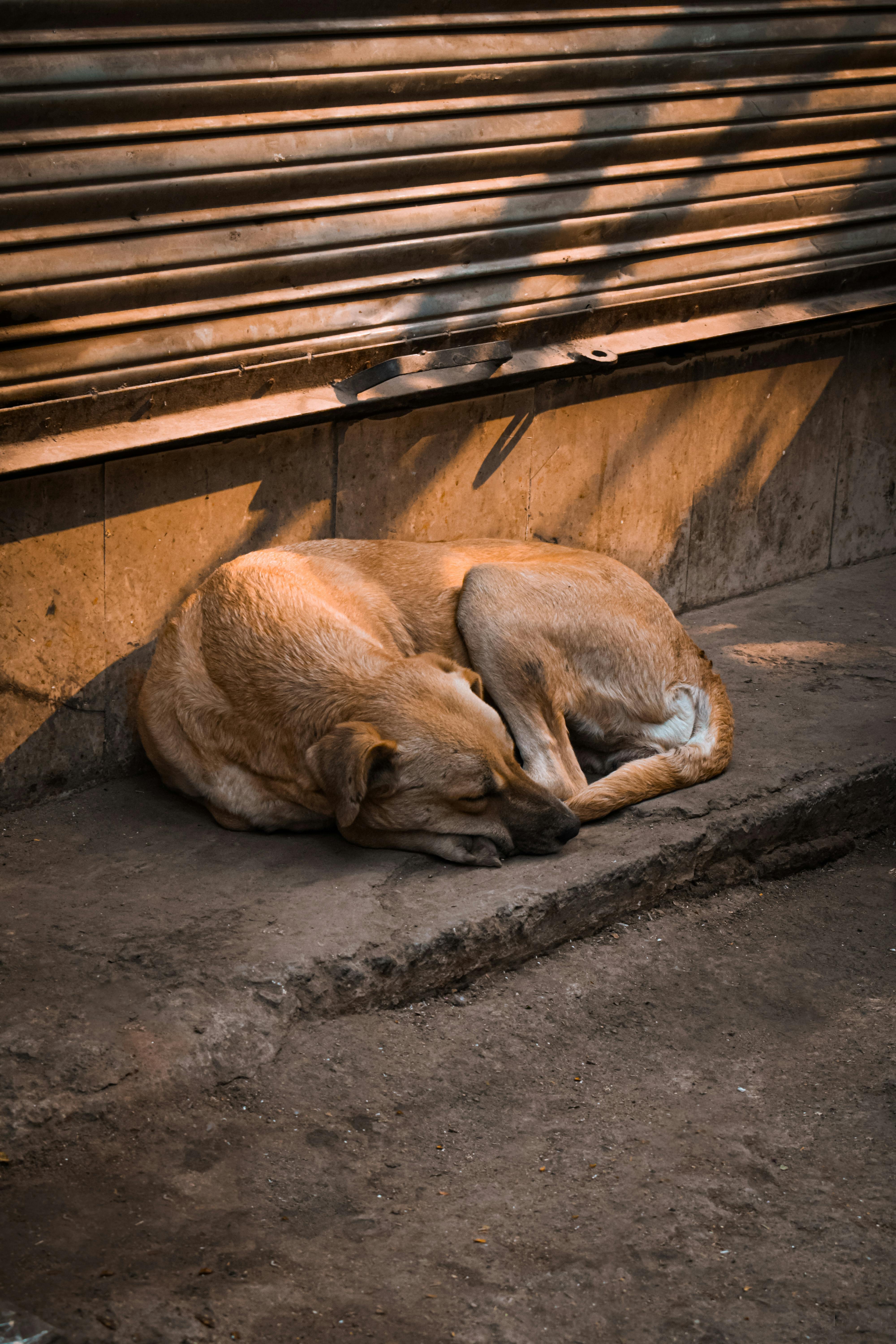 Rumunski Stray Photos, Download The BEST Free Rumunski Stray Stock ...