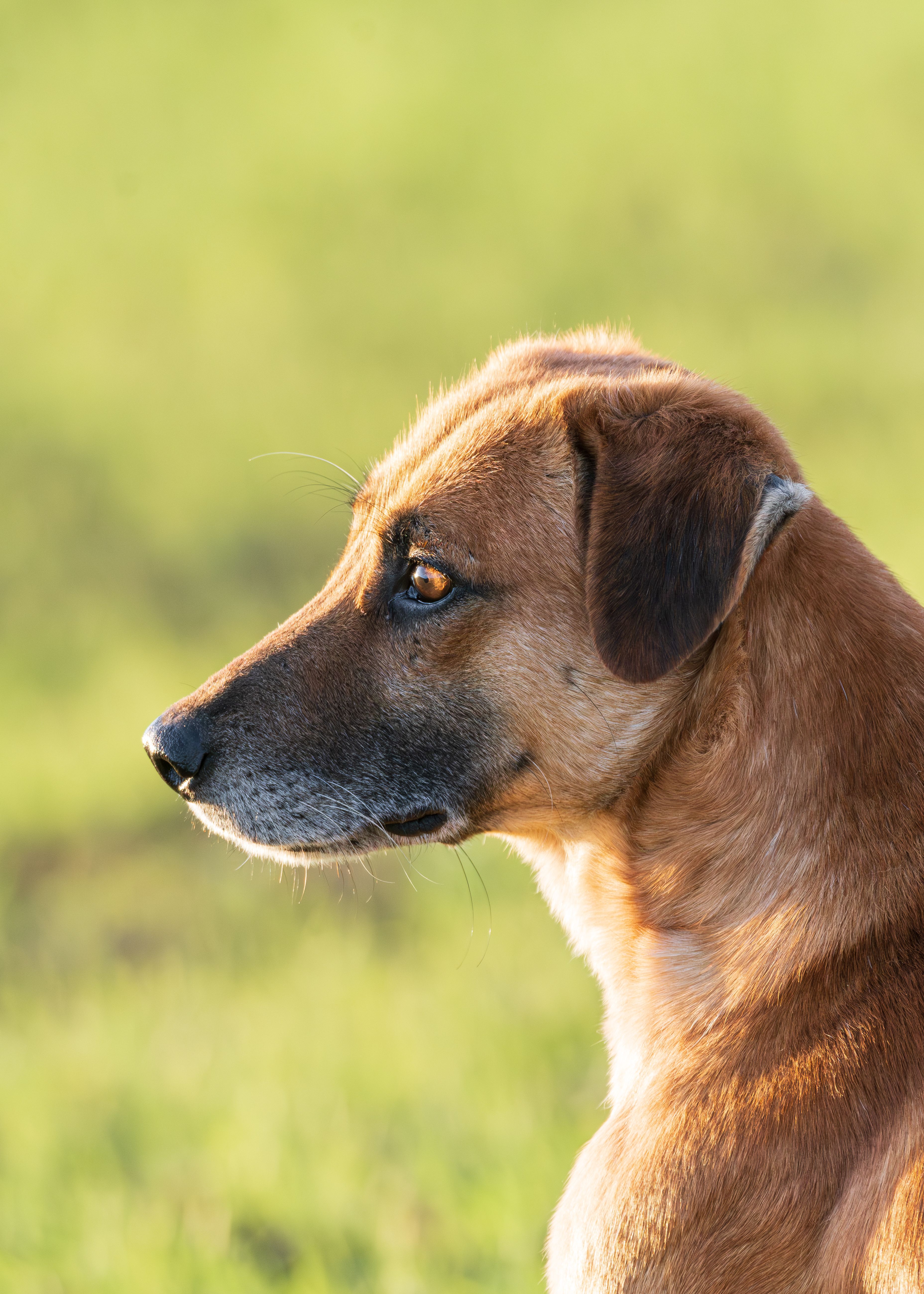 Africanis Dog in Side View · Free Stock Photo
