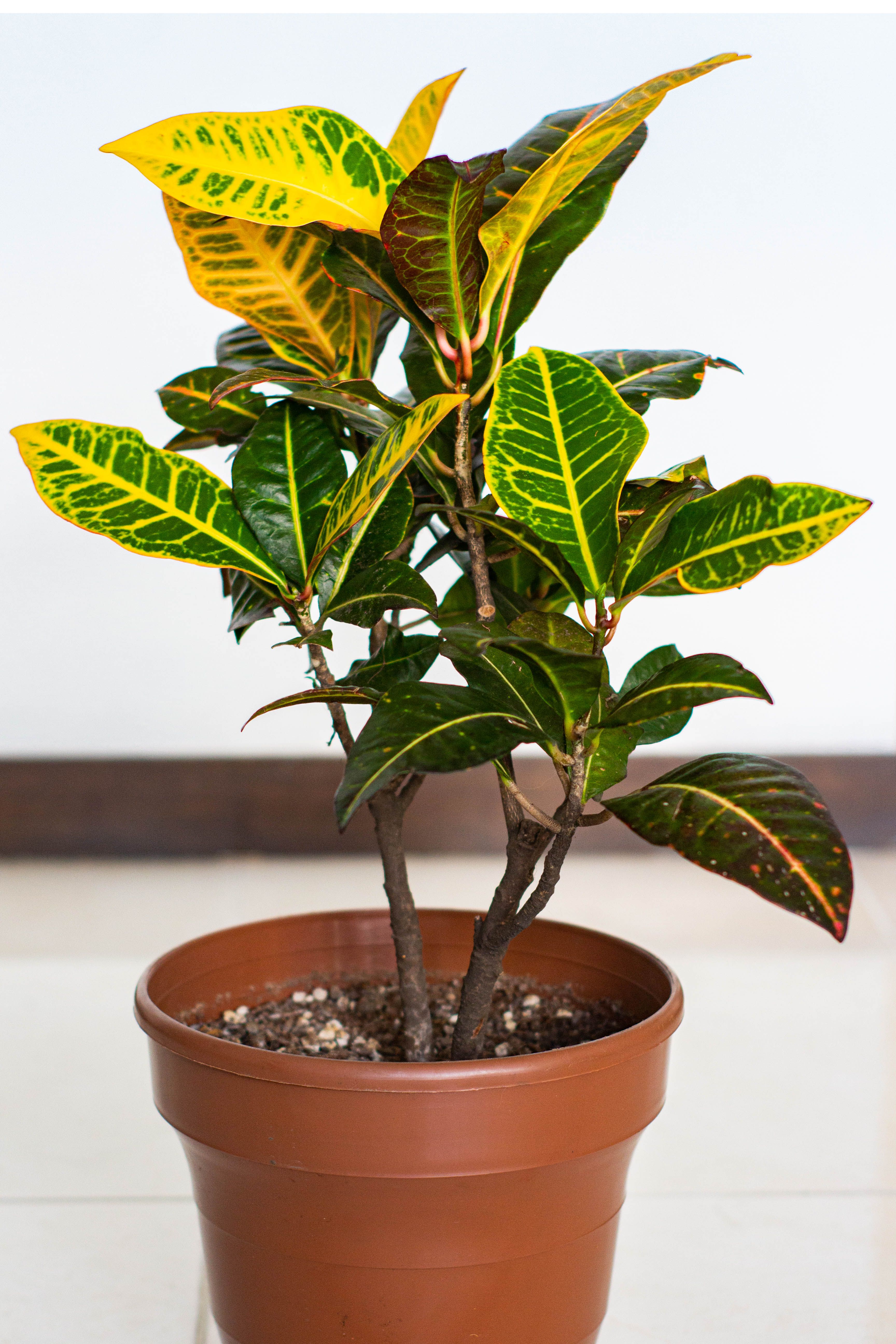 Fire Croton in Pot · Free Stock Photo