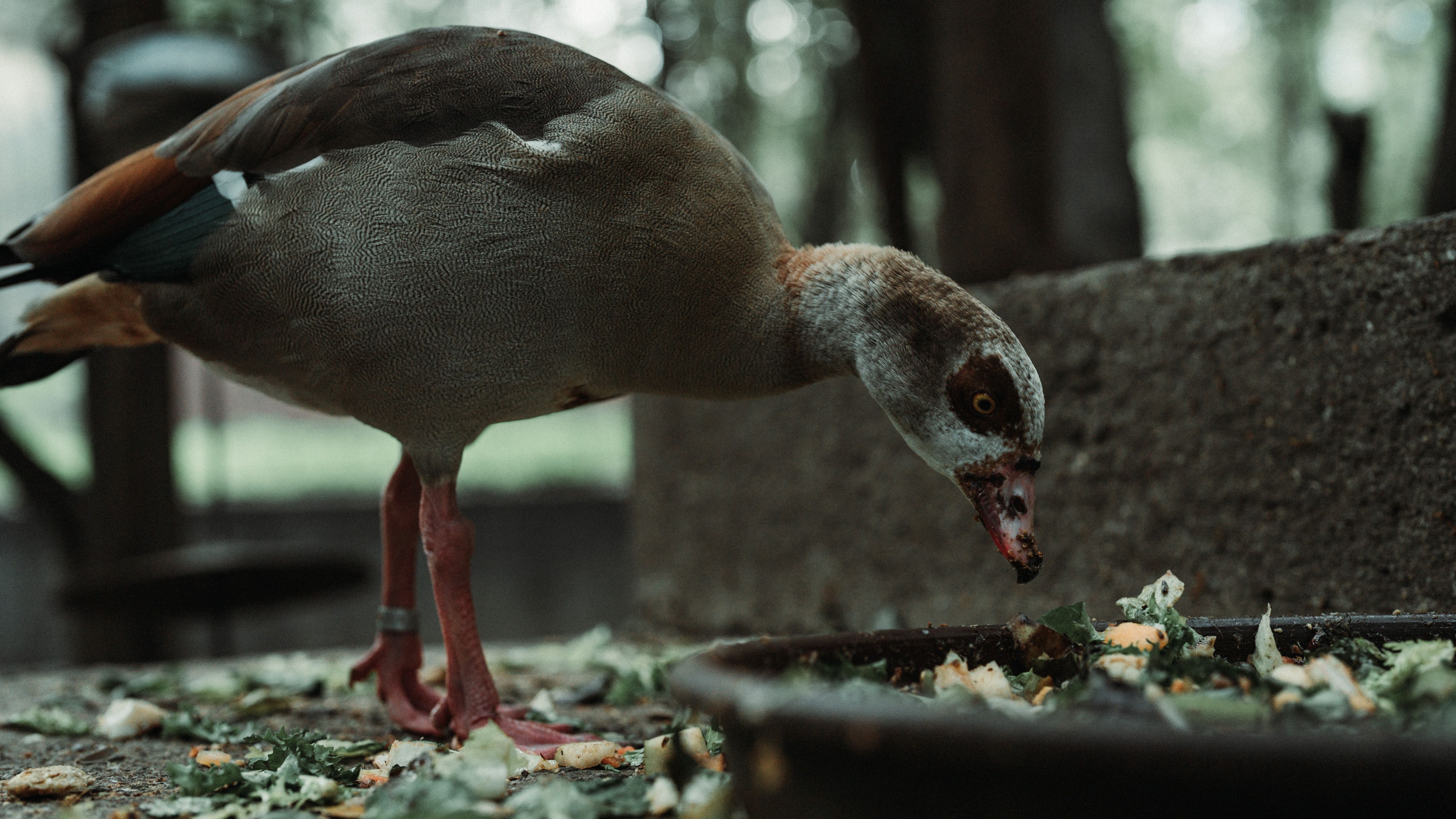 Egyptian Goose Eating from a Bowl · Free Stock Photo