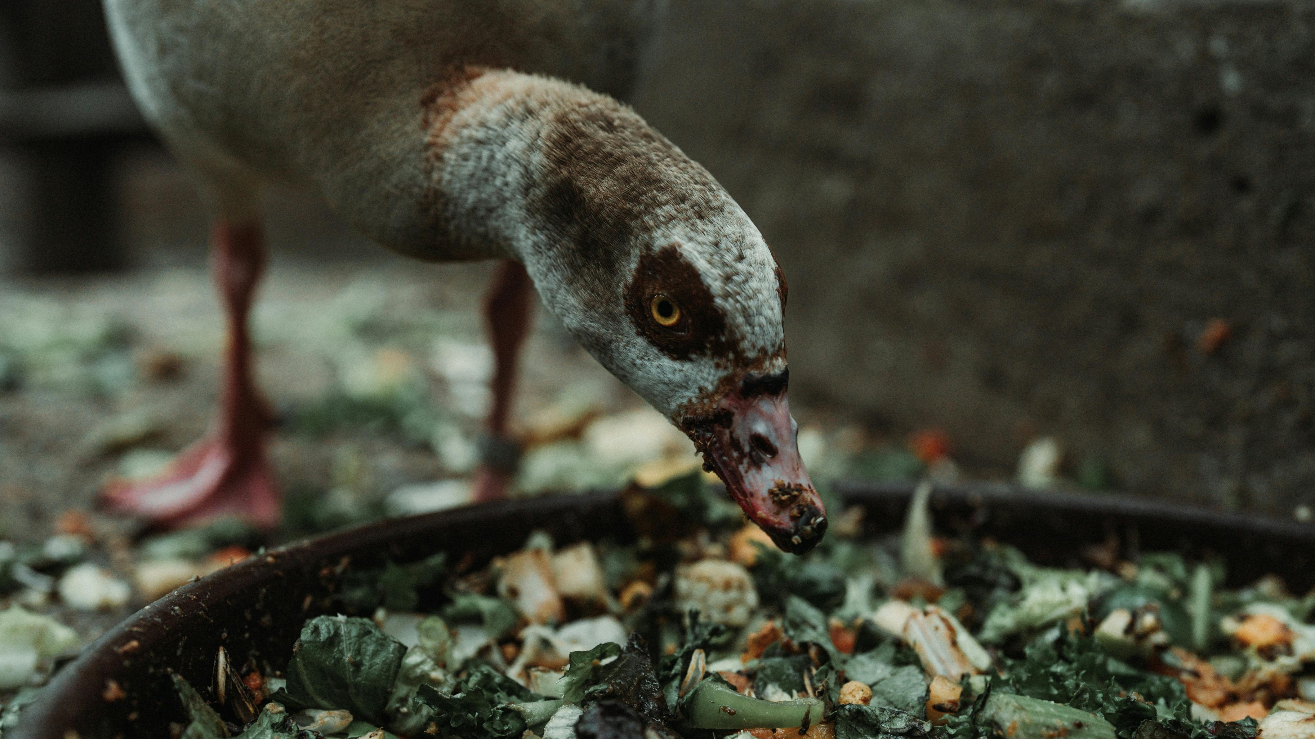 Egyptian Goose Eating Chopped Vegetables from a Bowl · Free Stock Photo