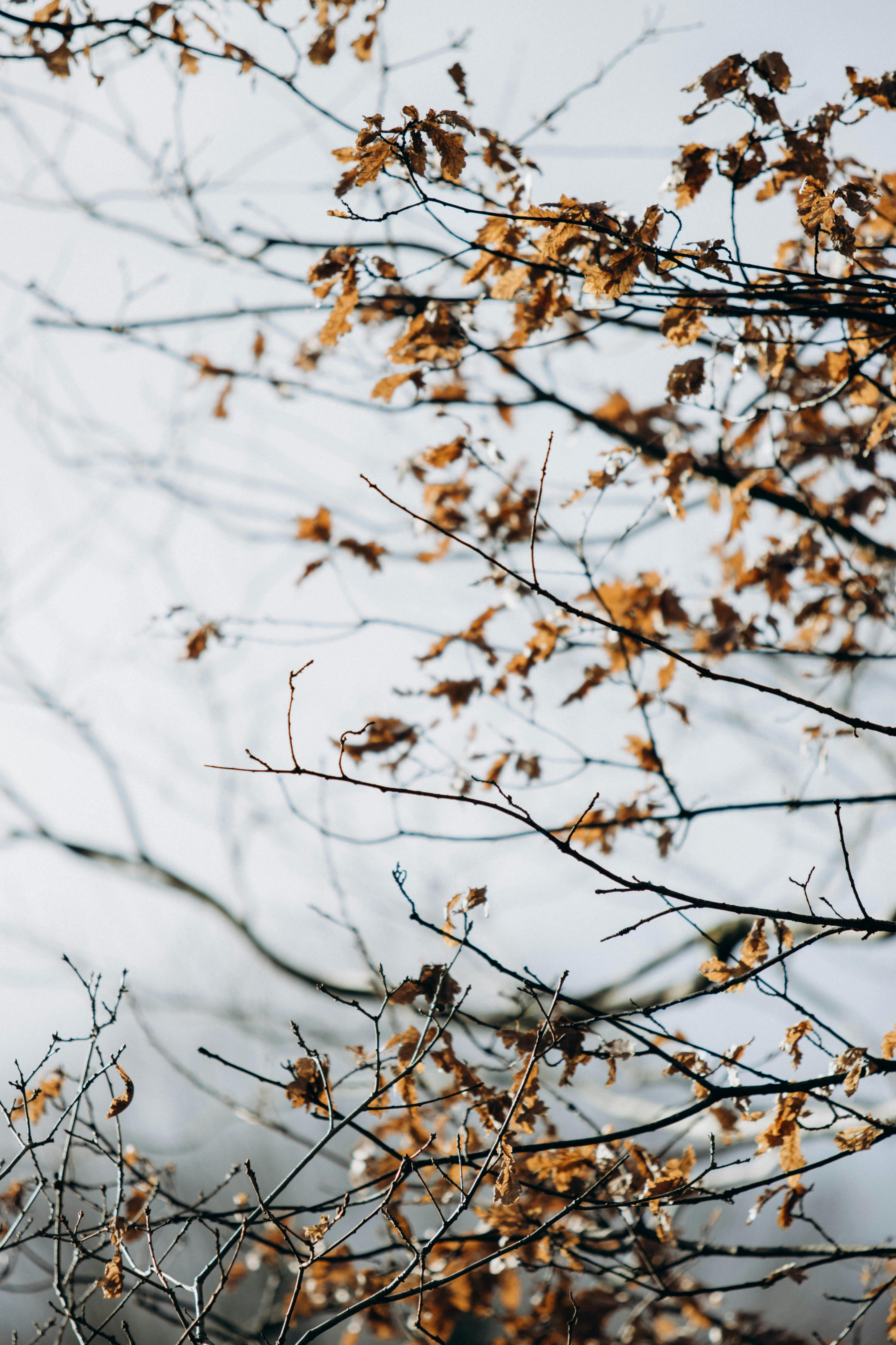 Withered Leaves on the Tree Branches · Free Stock Photo