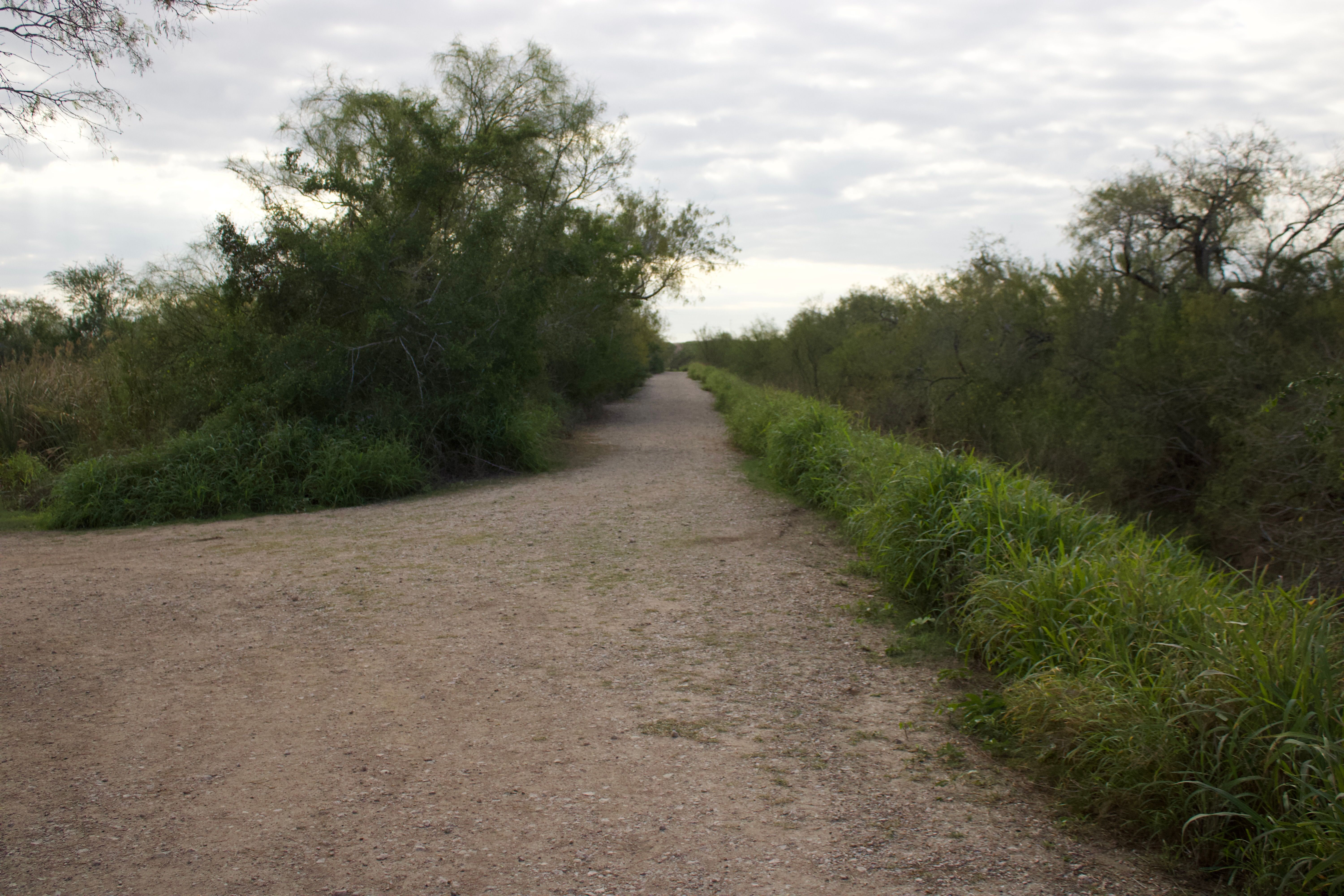 Foto de stock gratuita sobre arboles, arbustos, camino de tierra, líder ...