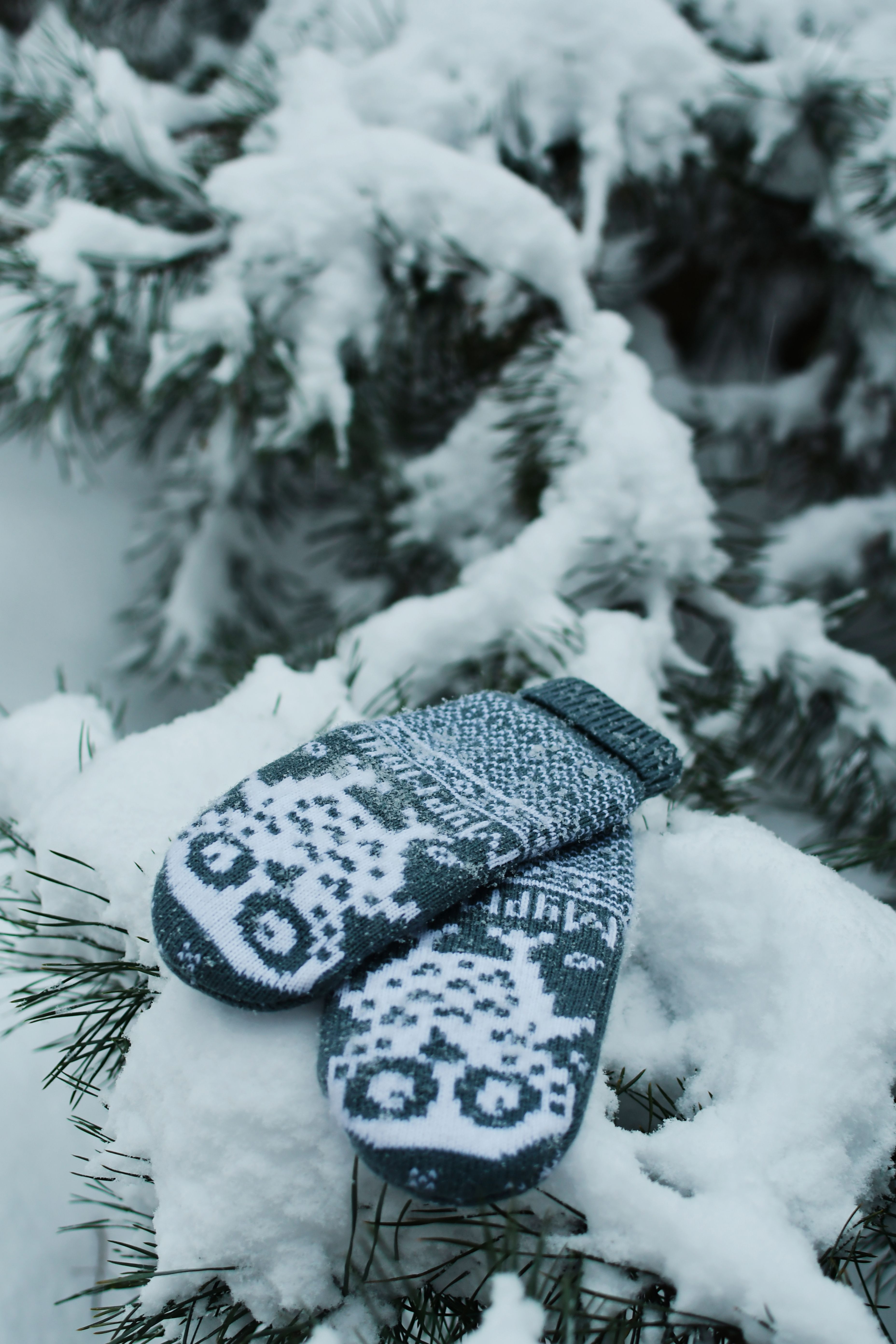 Pair of Gloves on Needle Branch in Snow · Free Stock Photo