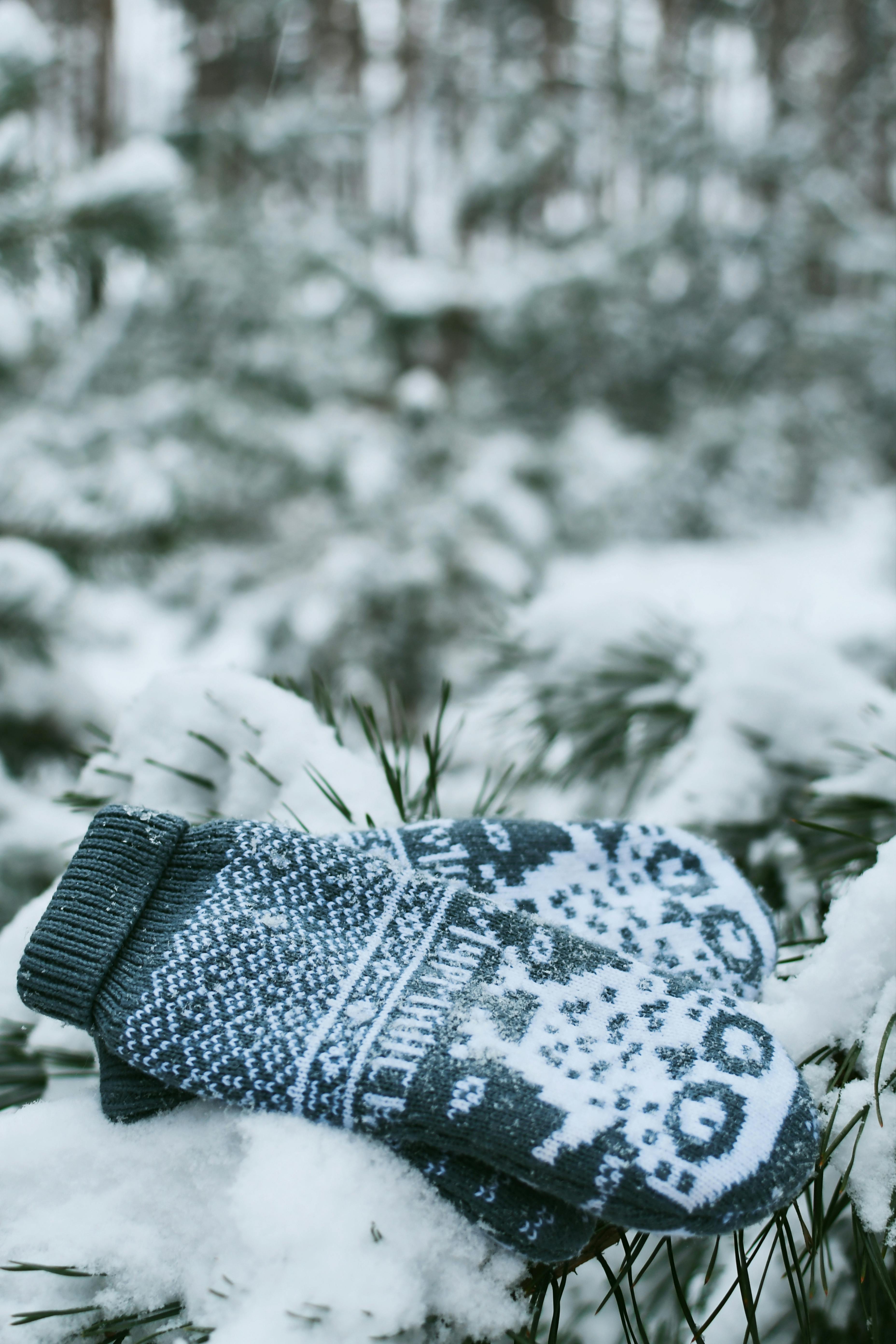 Blue Mittens Lying on a Snow Covered Tree Branch · Free Stock Photo