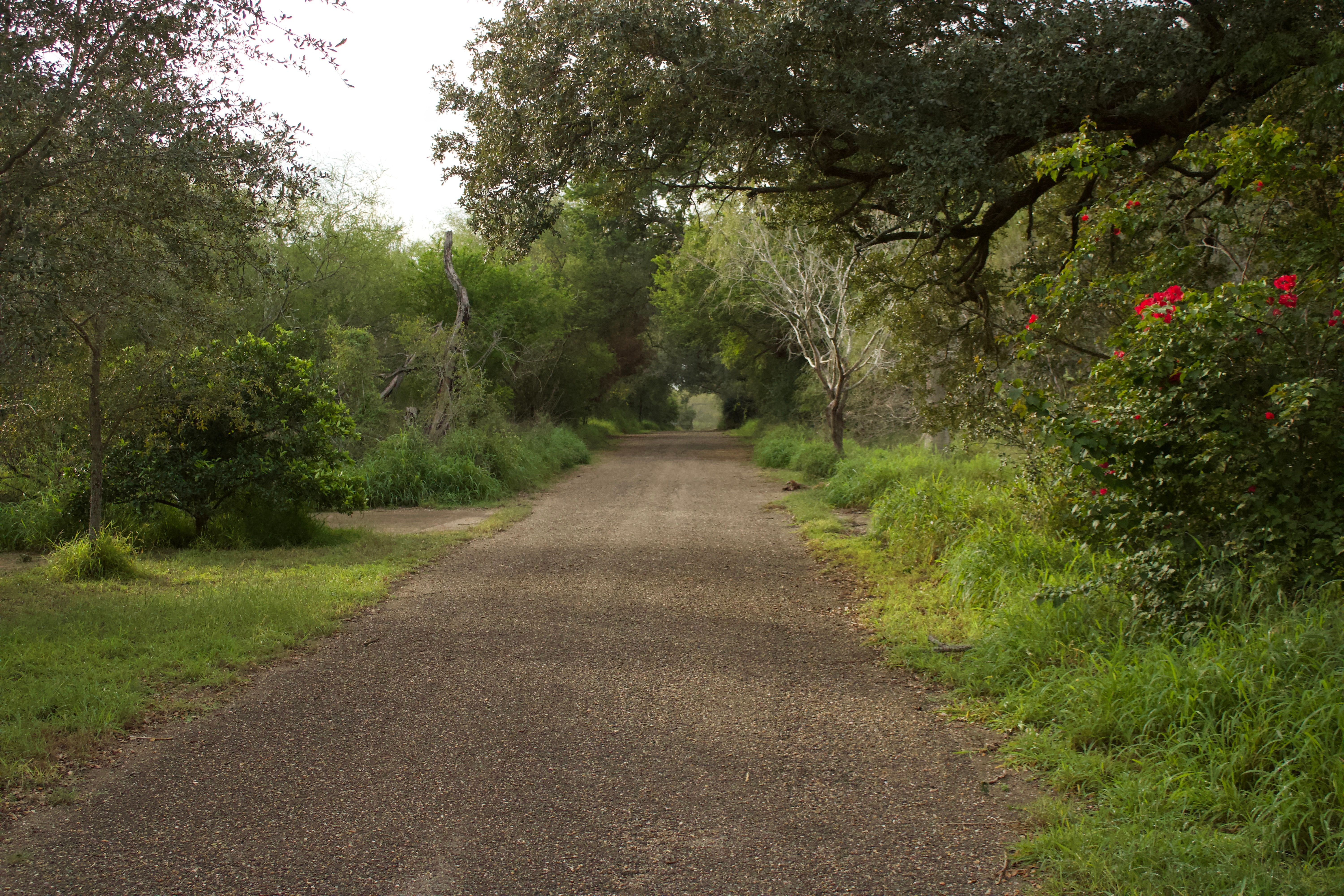 Countryside Road in Summer · Free Stock Photo