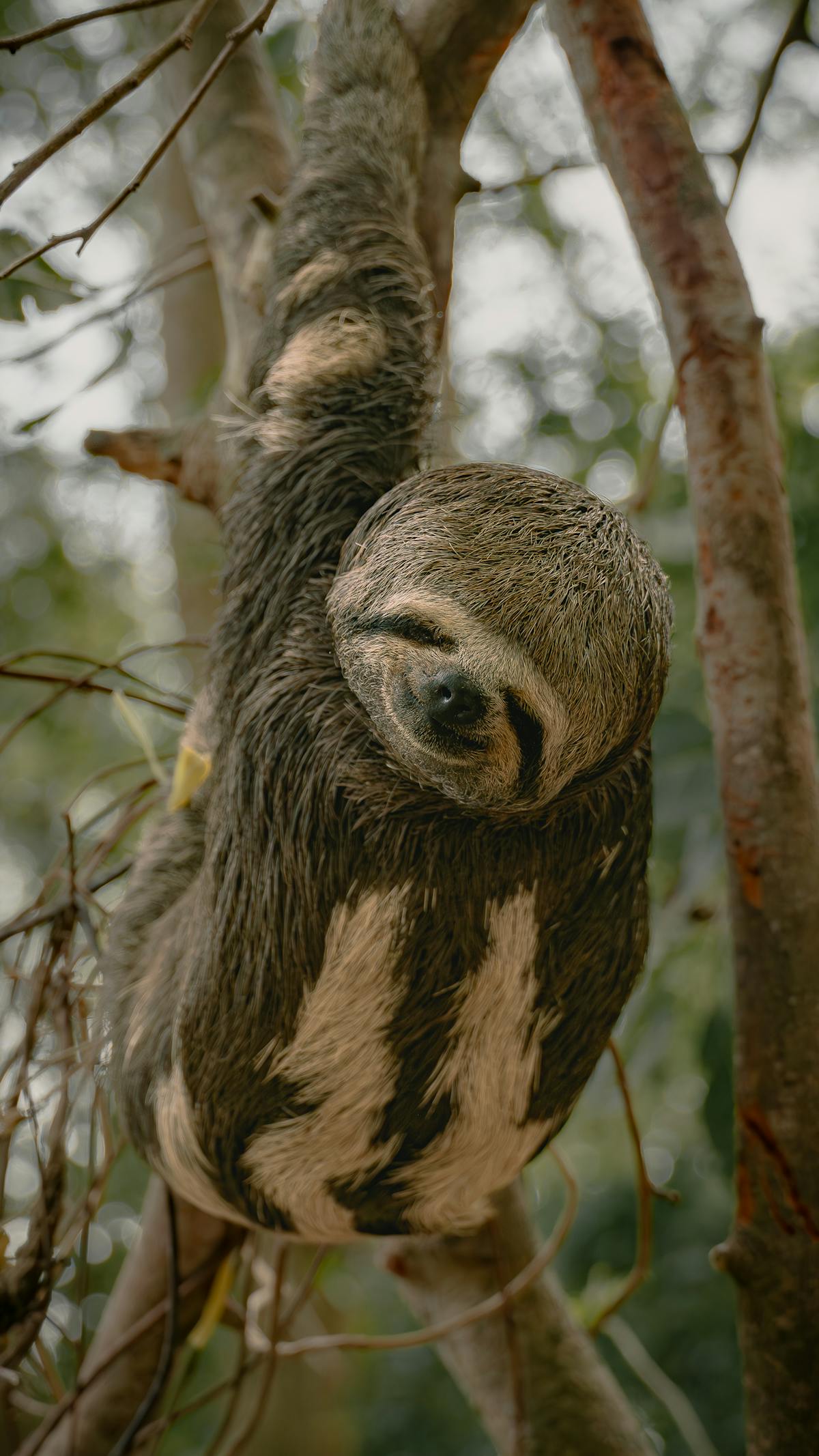 Sloth Photos, Download The BEST Free Sloth Stock Photos & HD Images