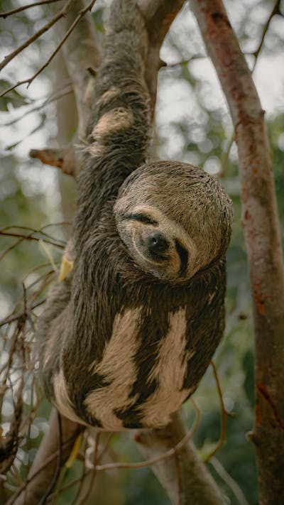 Sloth Photos, Download The BEST Free Sloth Stock Photos & HD Images