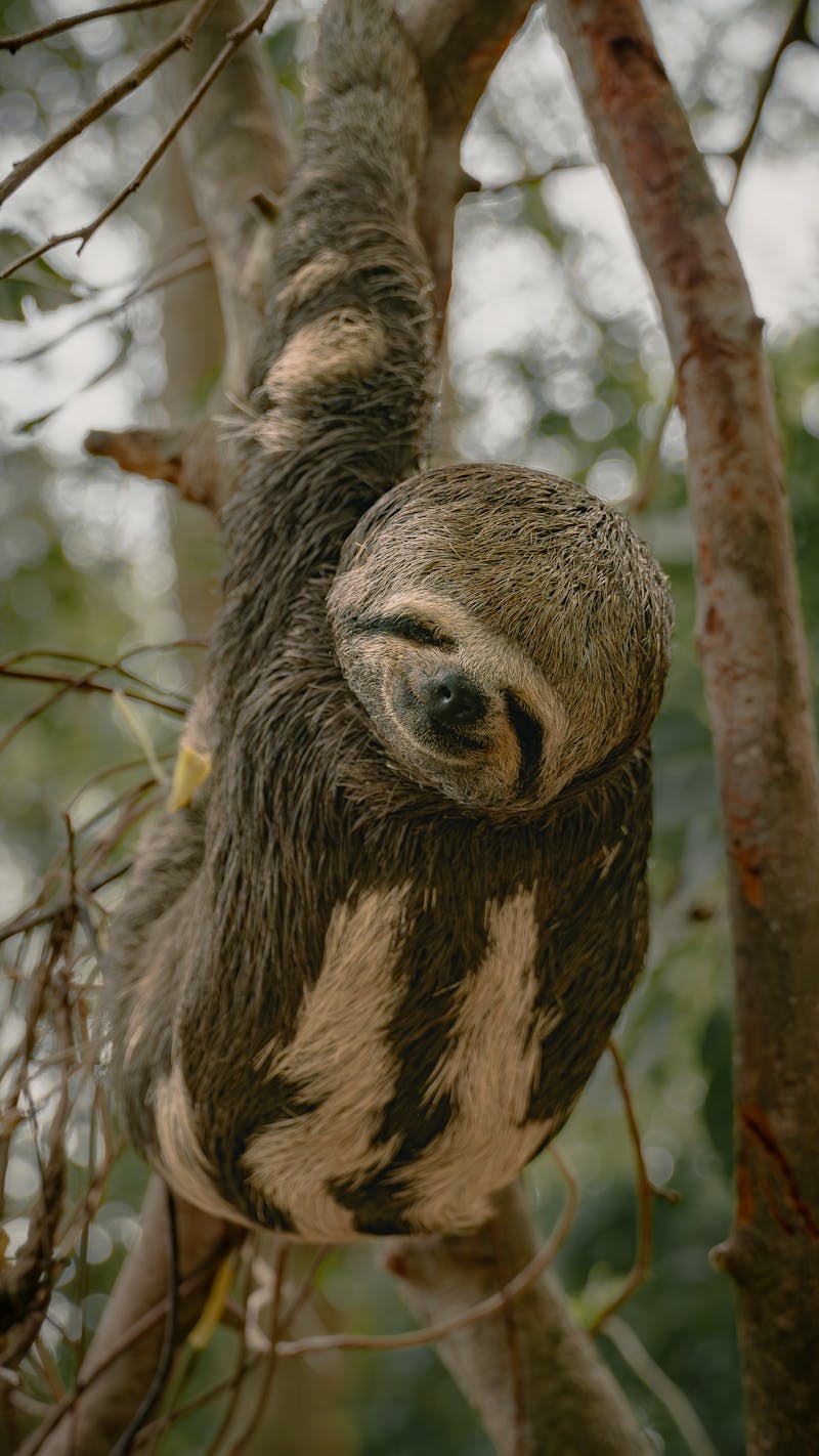 Sloth Photos, Download The BEST Free Sloth Stock Photos & HD Images