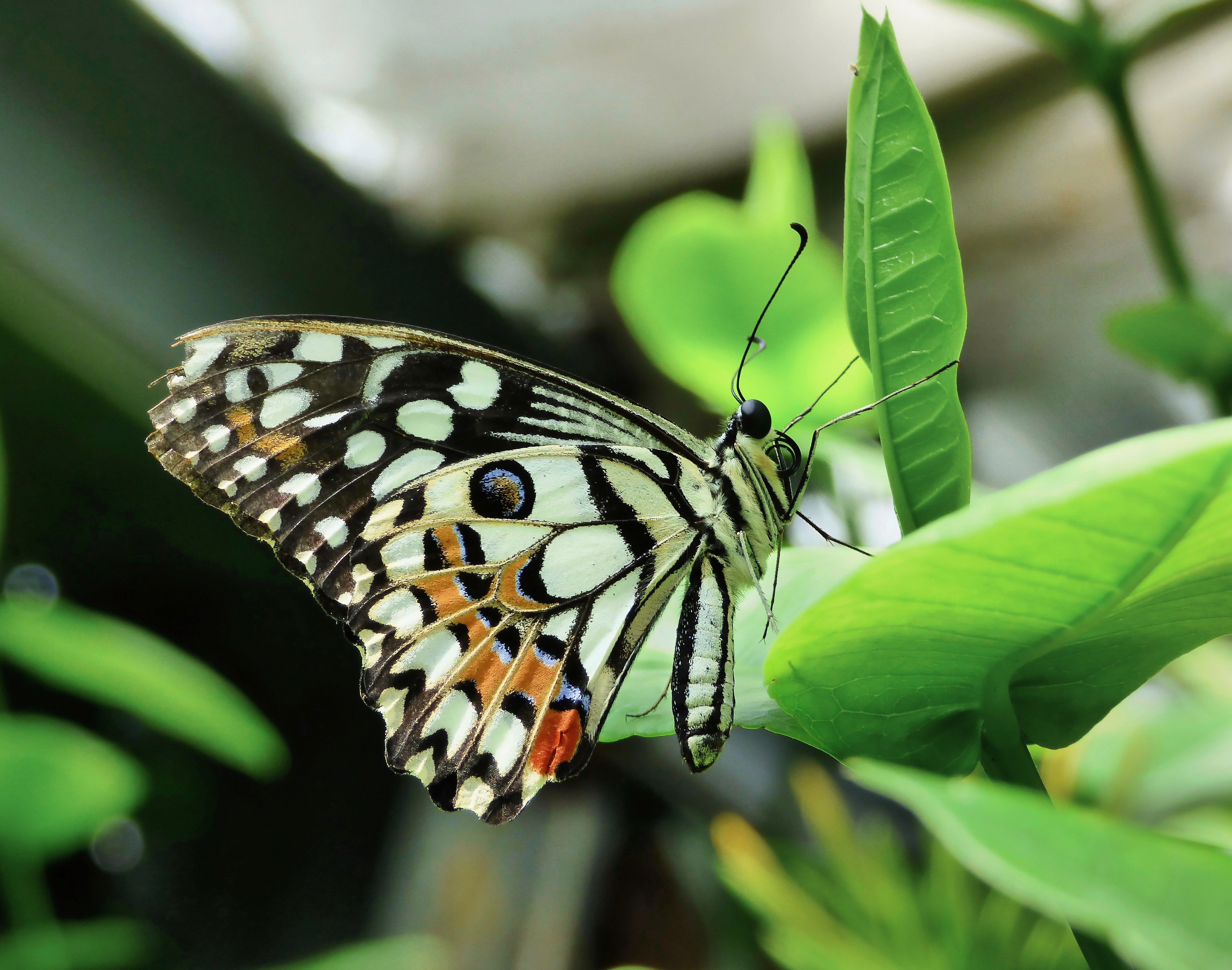 Filigree Photos, Download The BEST Free Filigree Stock Photos & HD Images