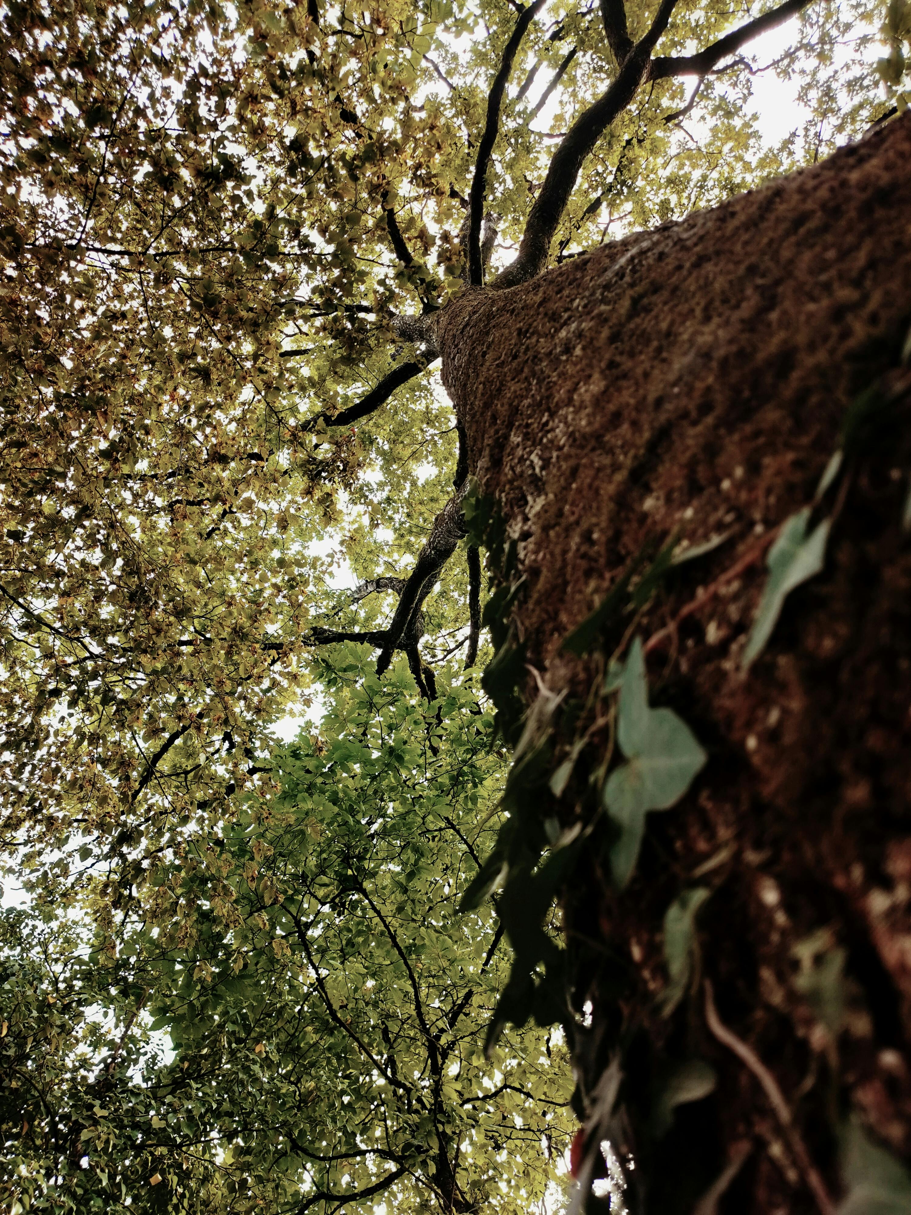 Large Tree with Branches Seen From Ground · Free Stock Photo