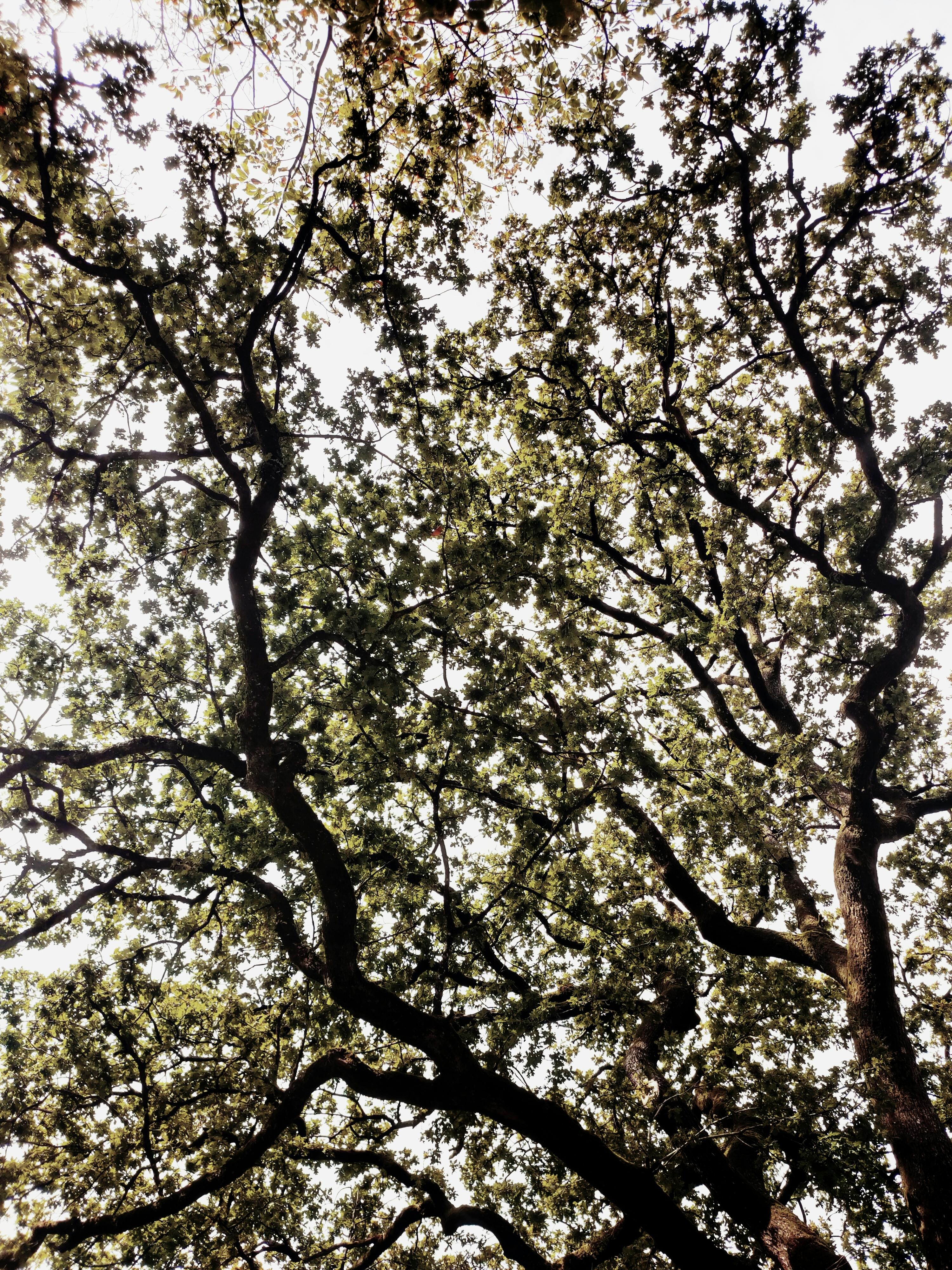 Branches of Deciduous Tree · Free Stock Photo