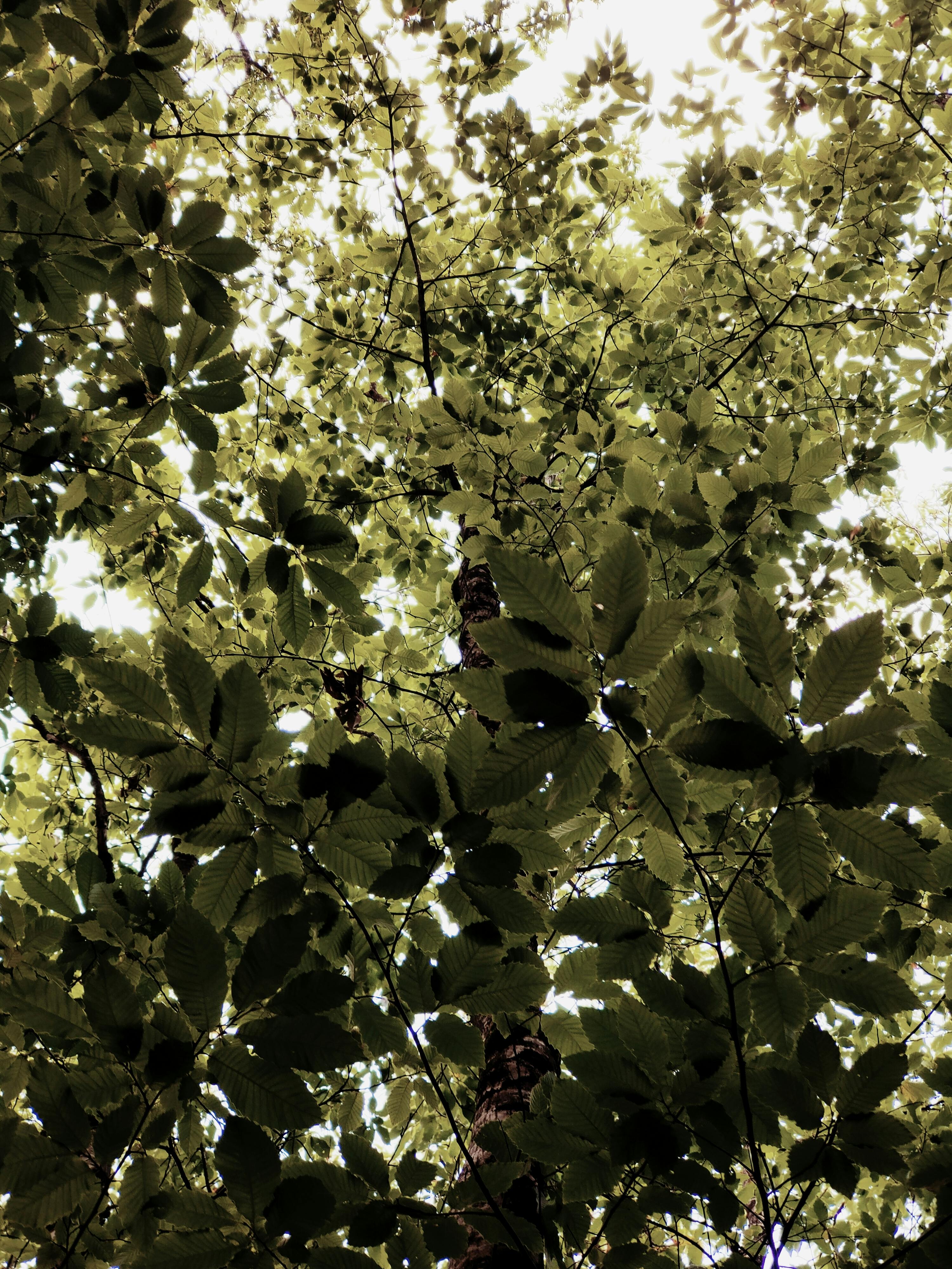 Bissap Leaves Photos, Download The BEST Free Bissap Leaves Stock Photos ...