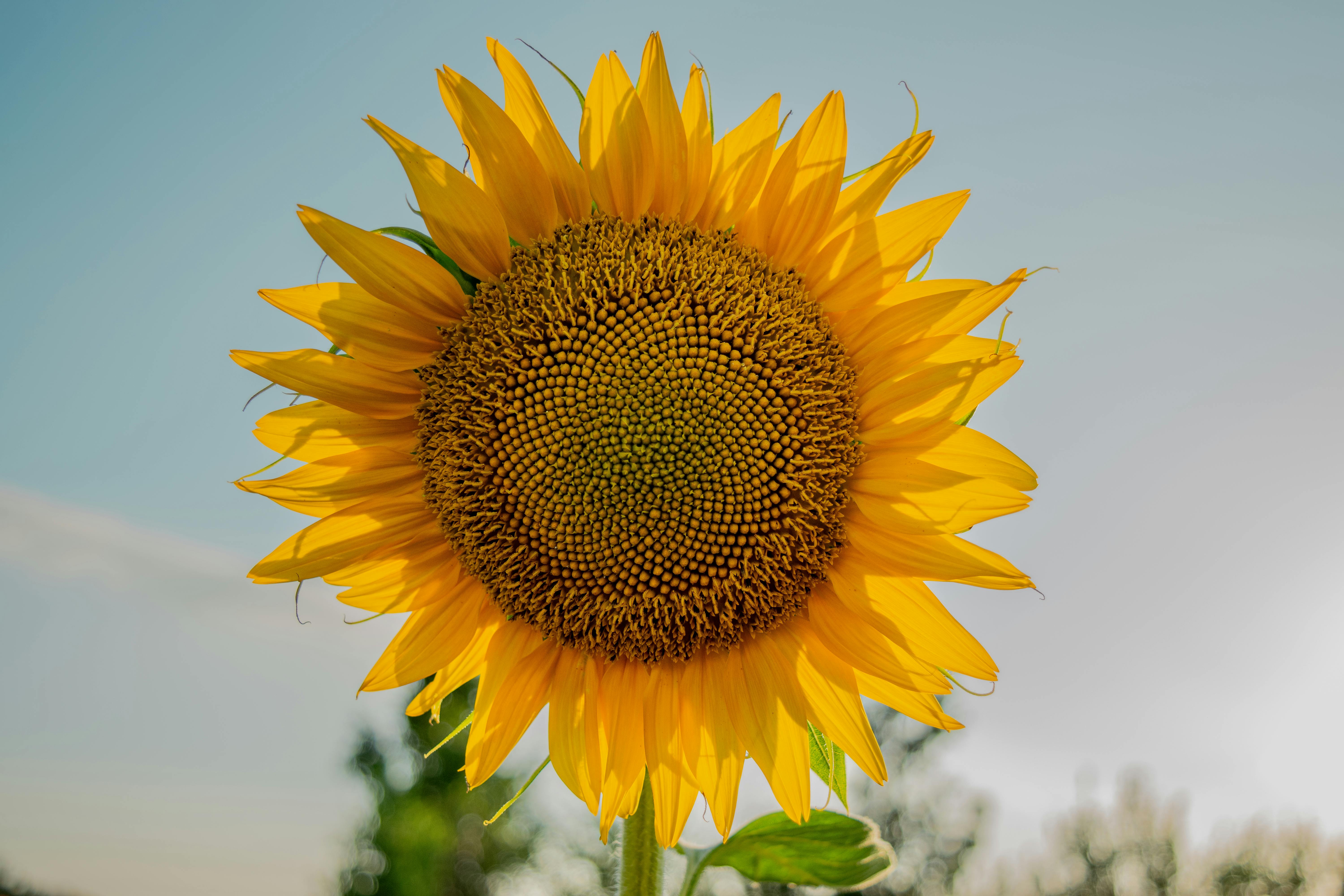 Noon Sun Background Photos, Download The BEST Free Noon Sun Background ...