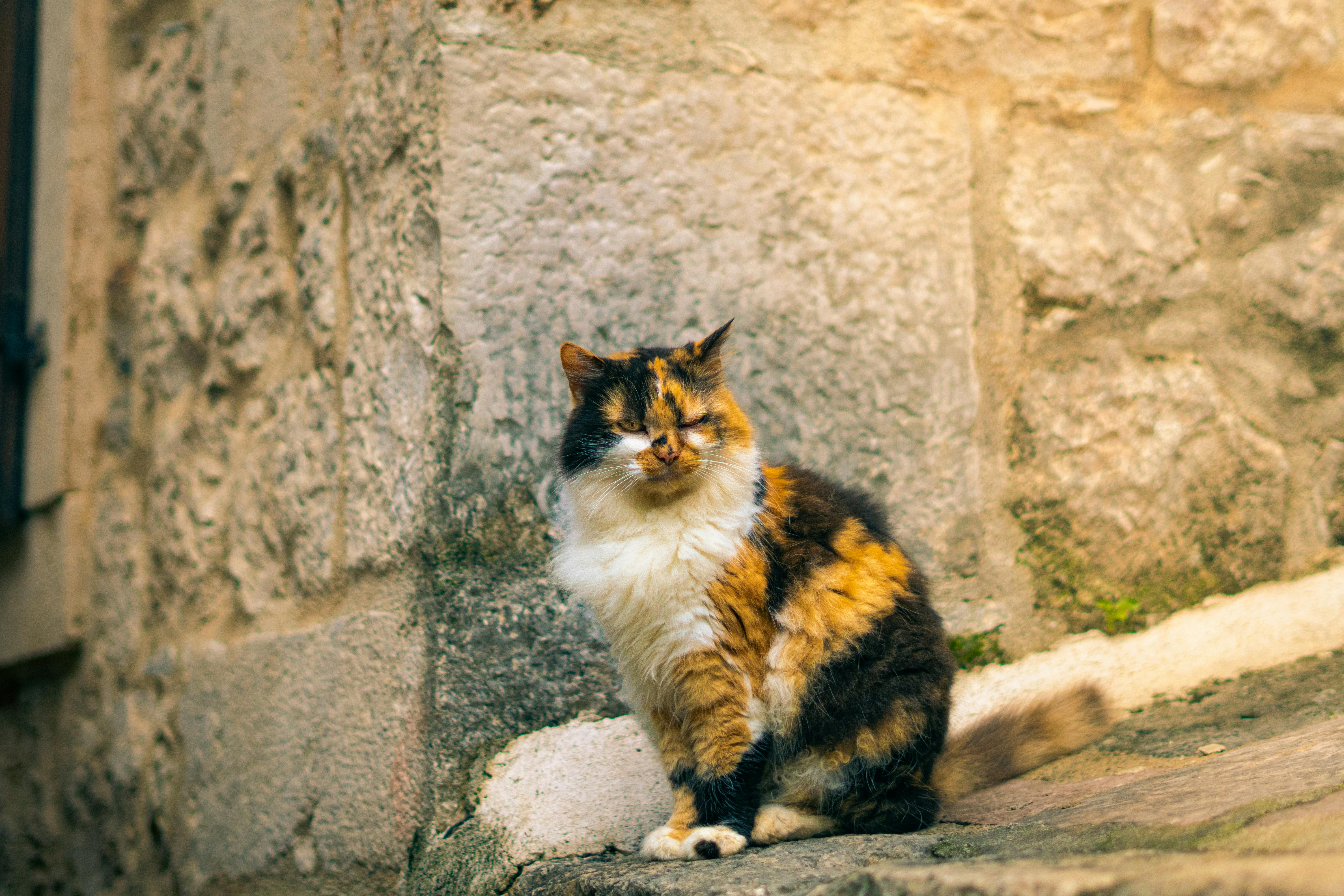 Portrait of a Calico Cat Standing on a Street · Free Stock Photo
