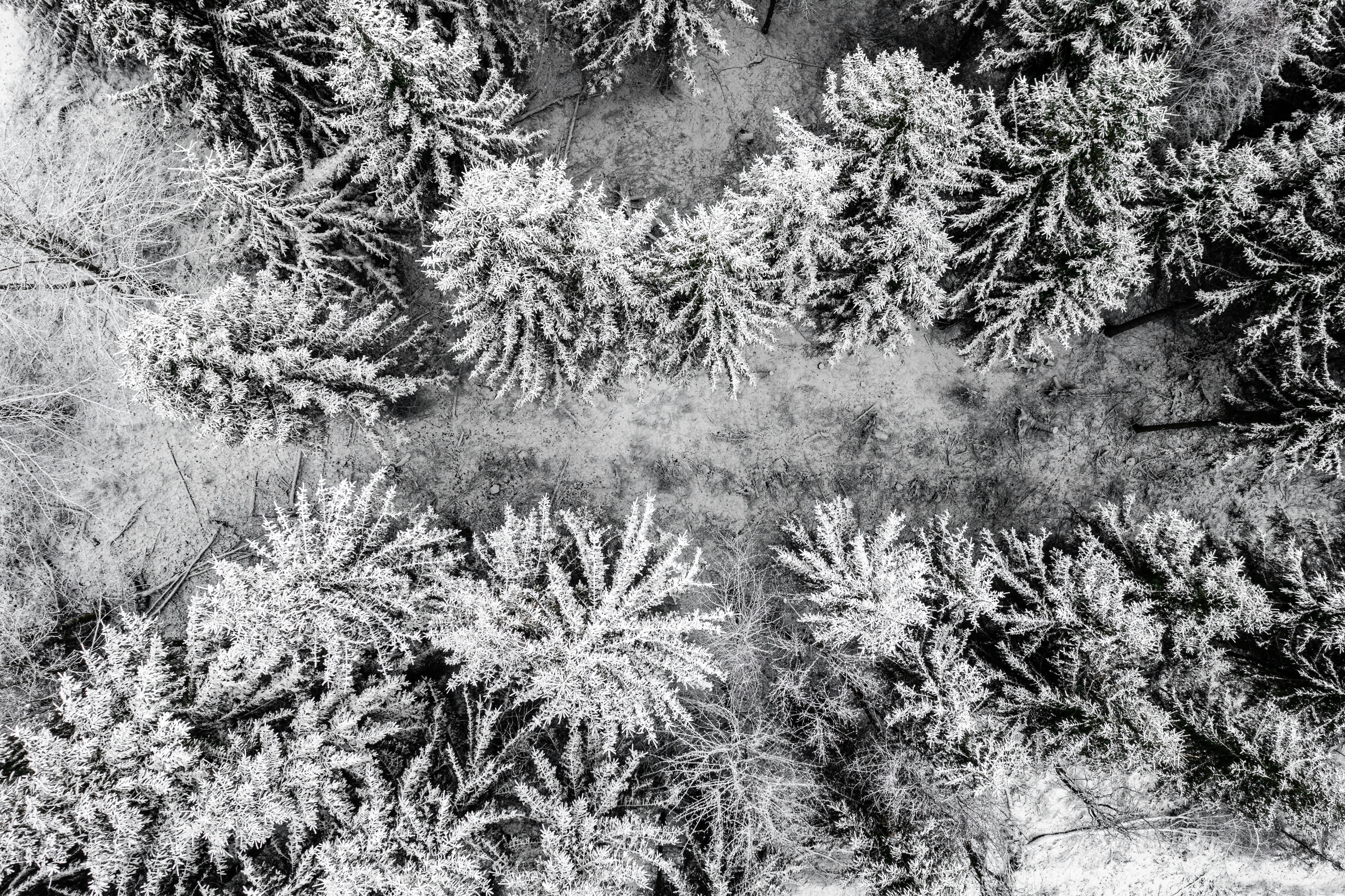 Aerial View of Green and Brown Trees · Free Stock Photo
