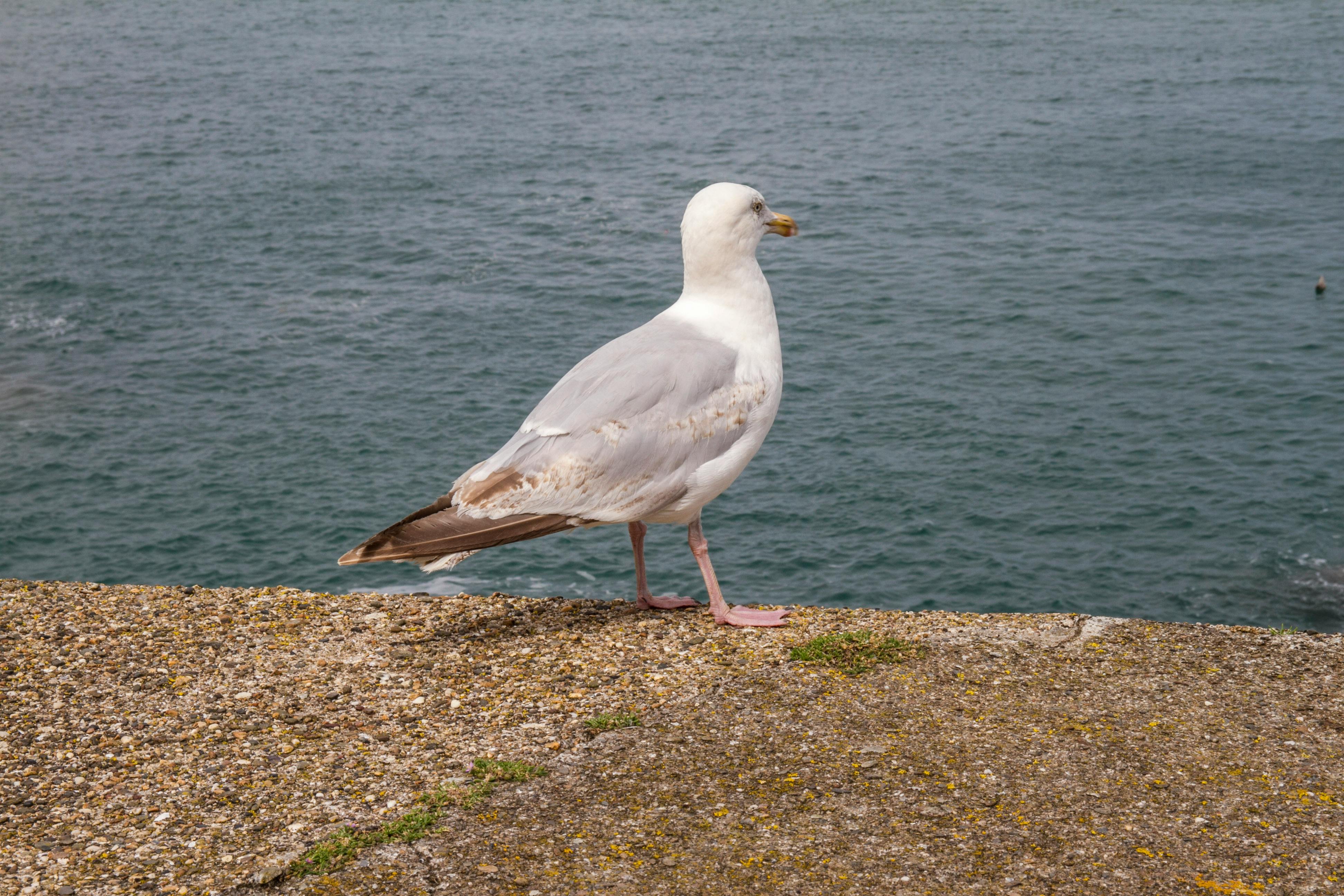 Animated Ocean Photos, Download The BEST Free Animated Ocean Stock ...