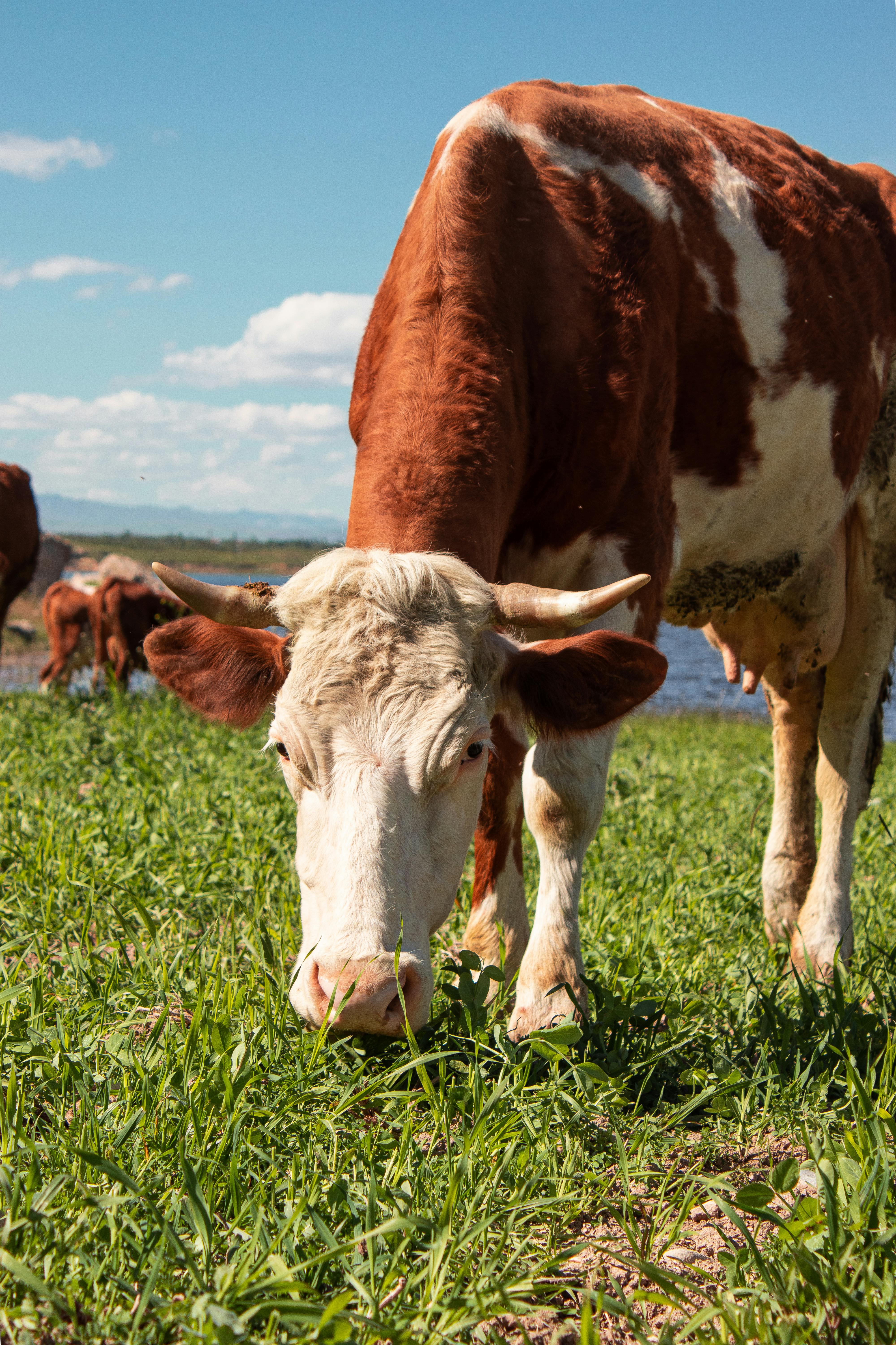 Portrait of Cow Calf · Free Stock Photo