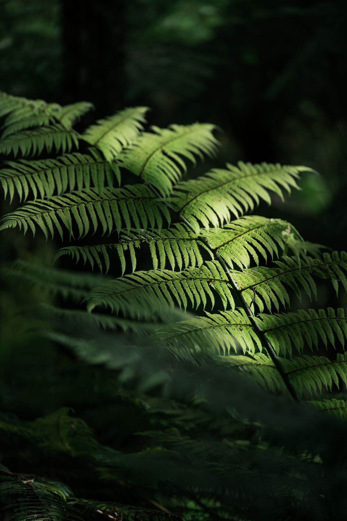 Rainforest 4k Wallpaper Photos, Download The BEST Free Rainforest 4k ...