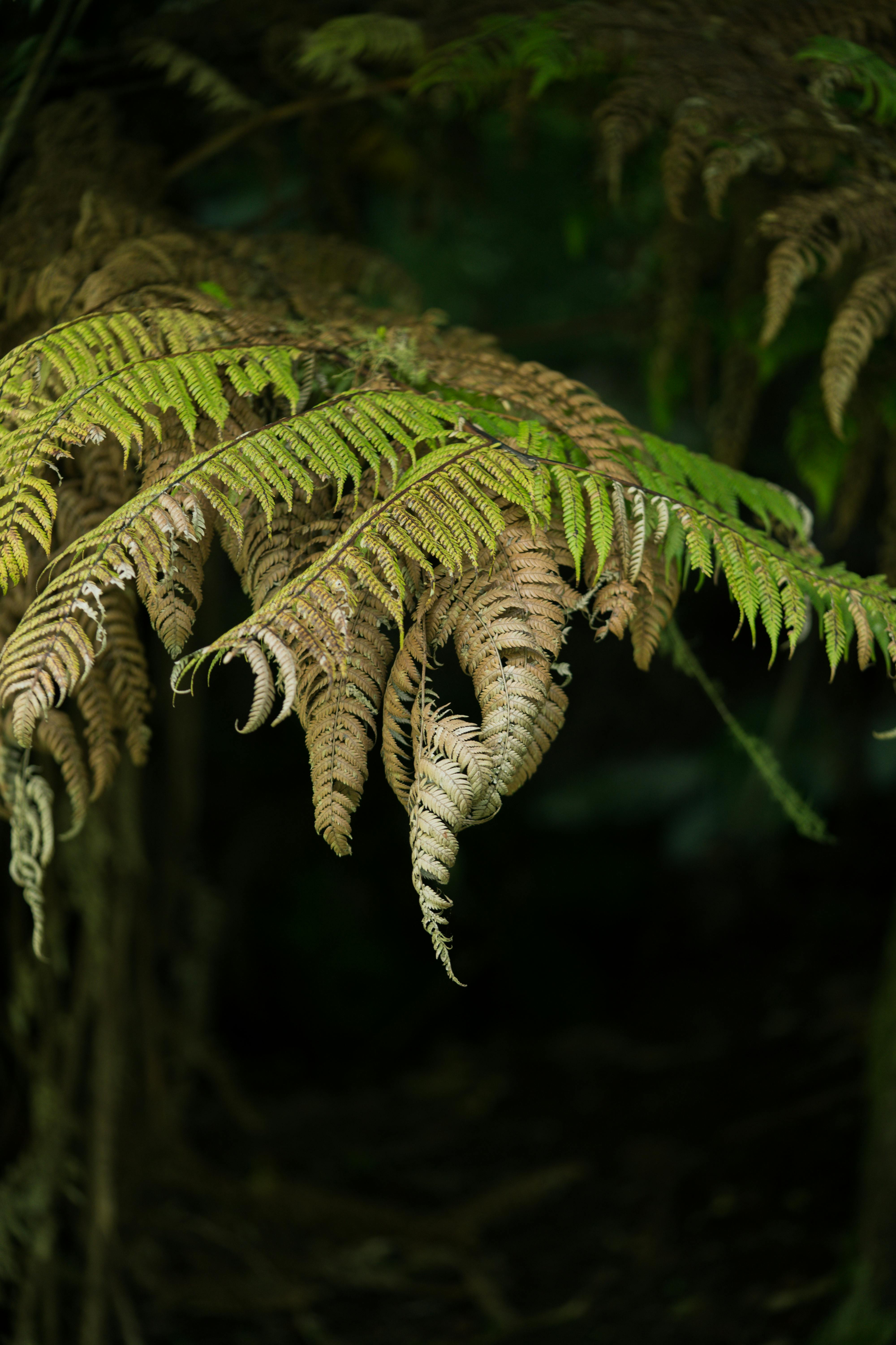Silver Fern · Free Stock Photo