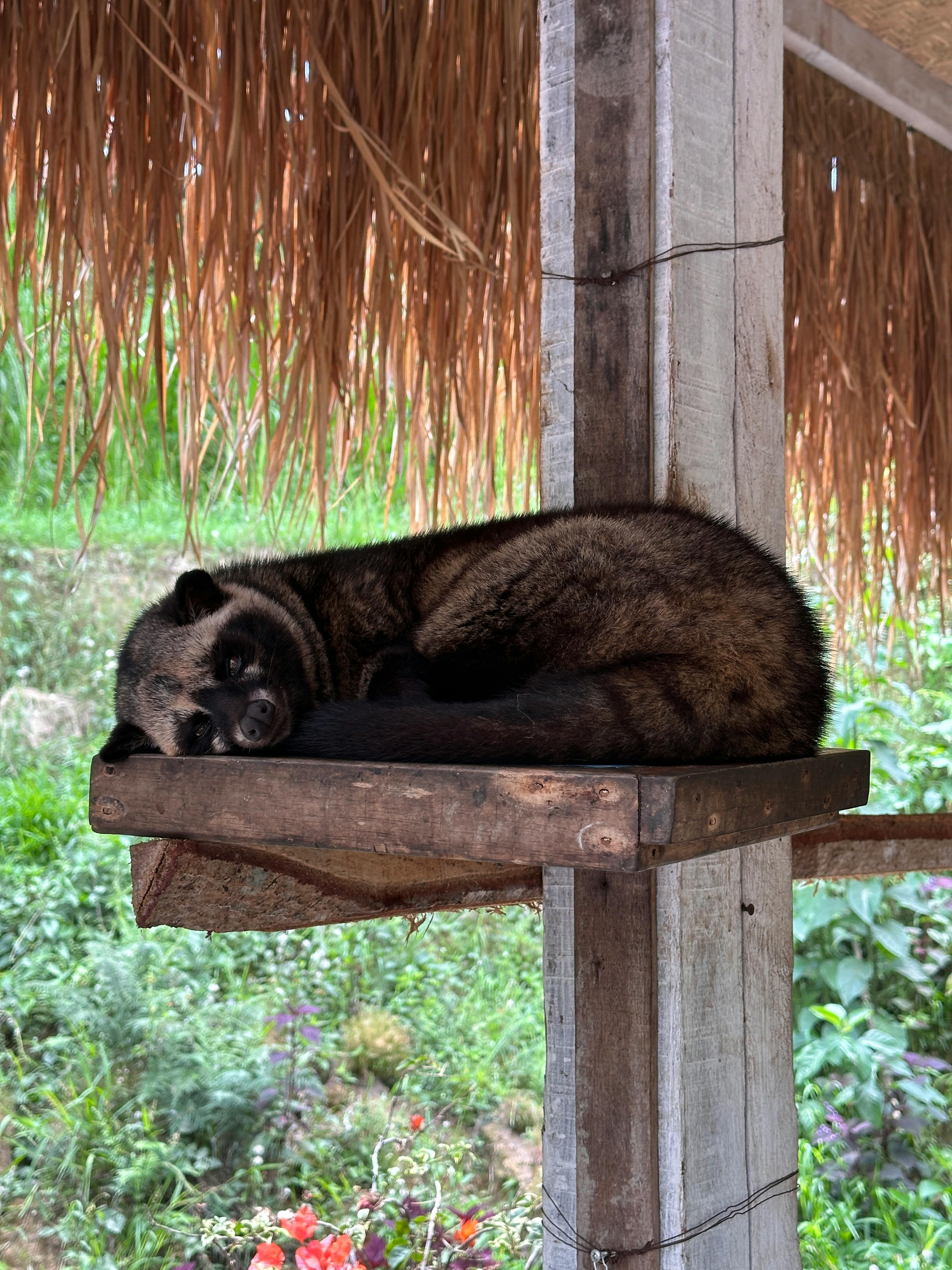 Asian Palm Civet Lying Down on Shelf · Free Stock Photo