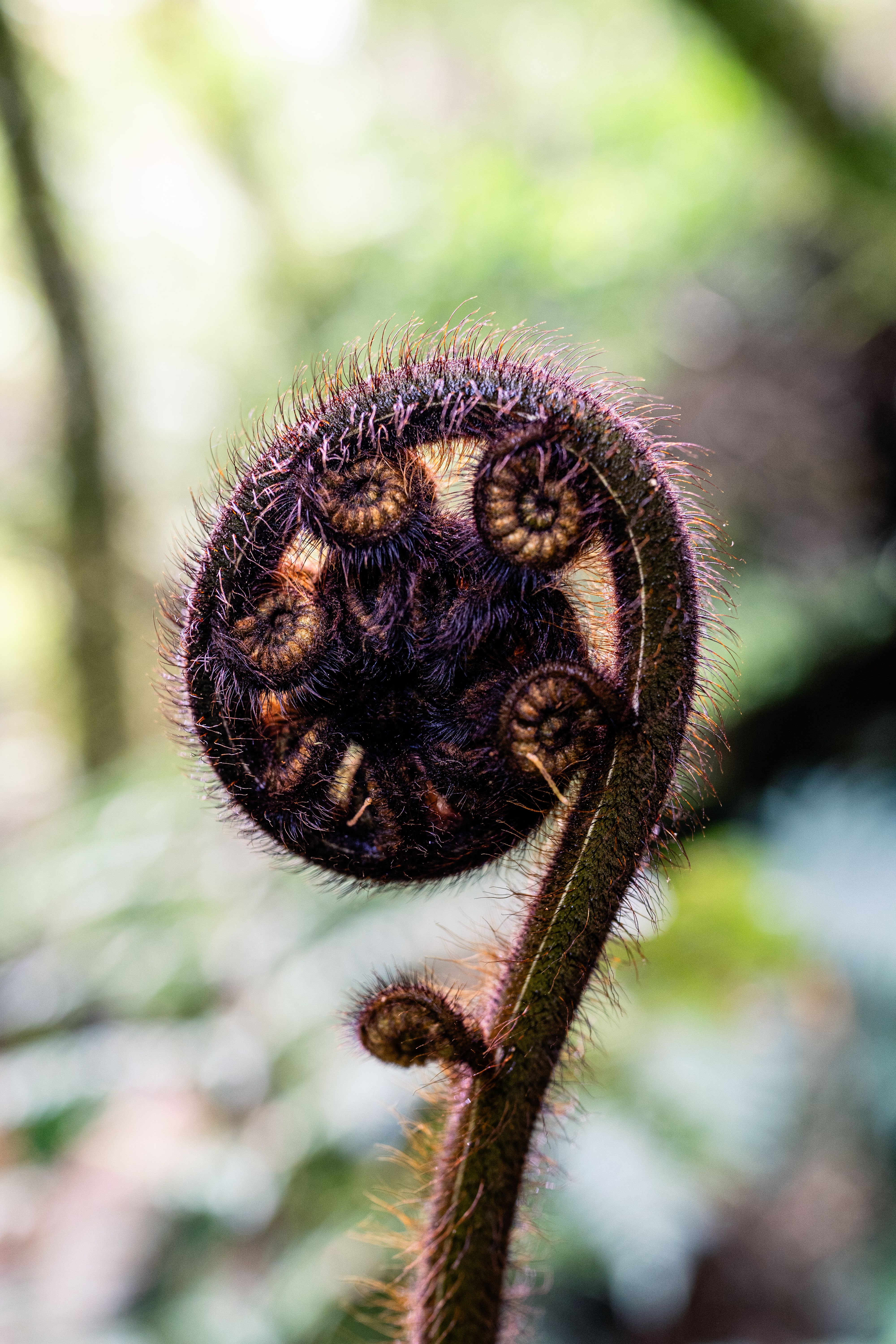 Unfurling Fern Frond · Free Stock Photo