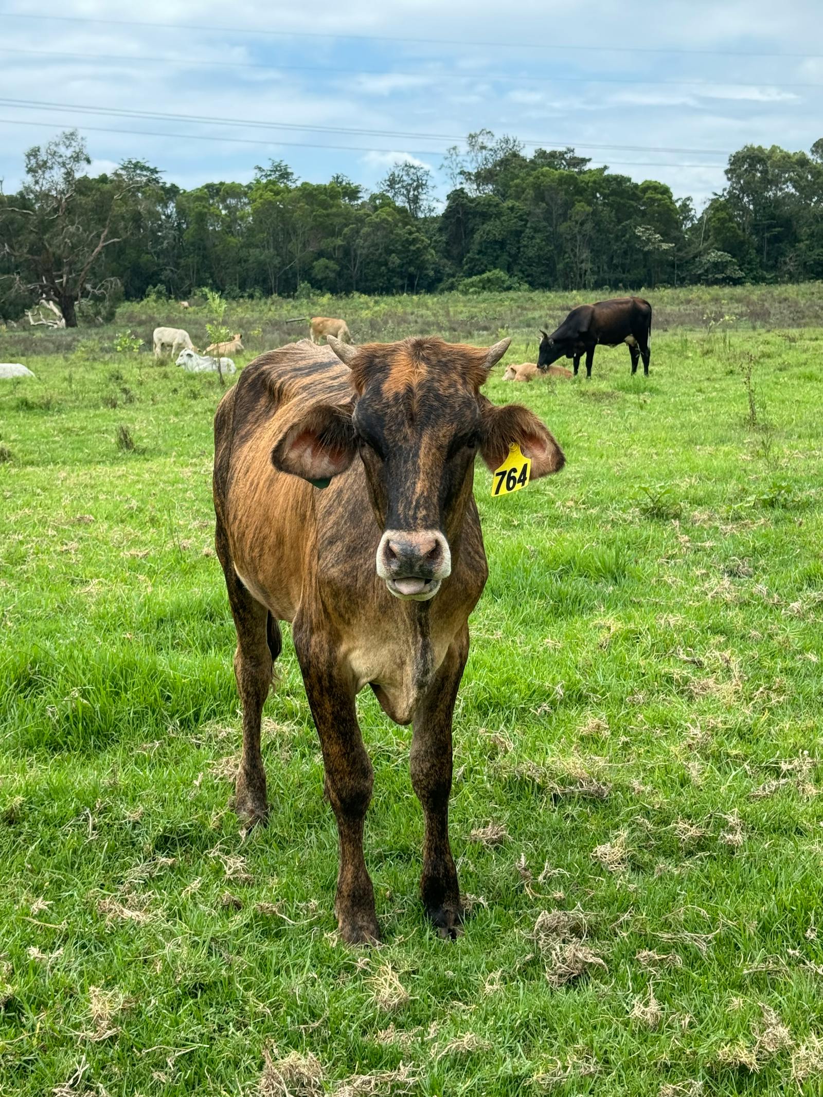 Funny Cow Photos, Download The BEST Free Funny Cow Stock Photos & HD Images