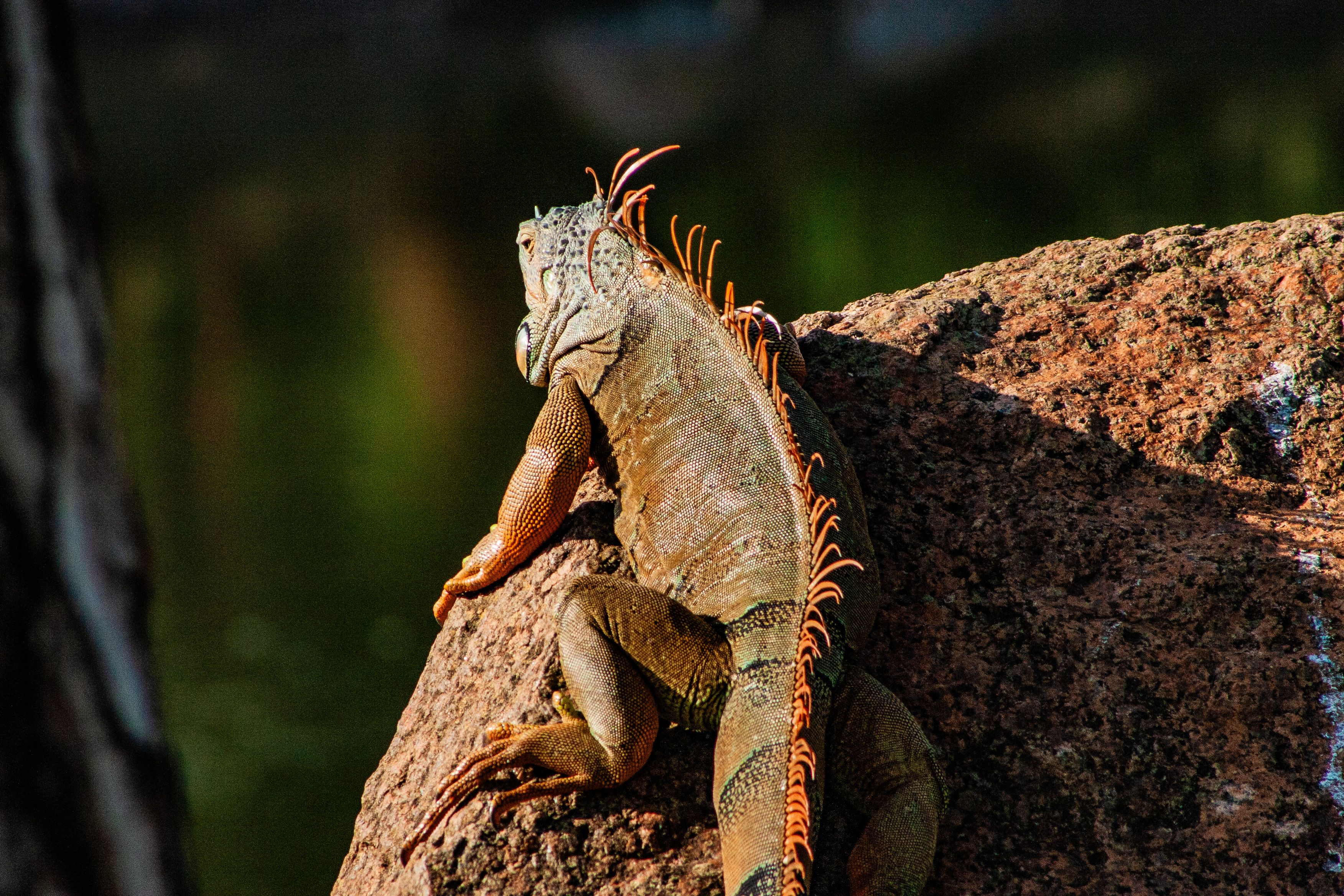 Back View of Iguana on Rock · Free Stock Photo