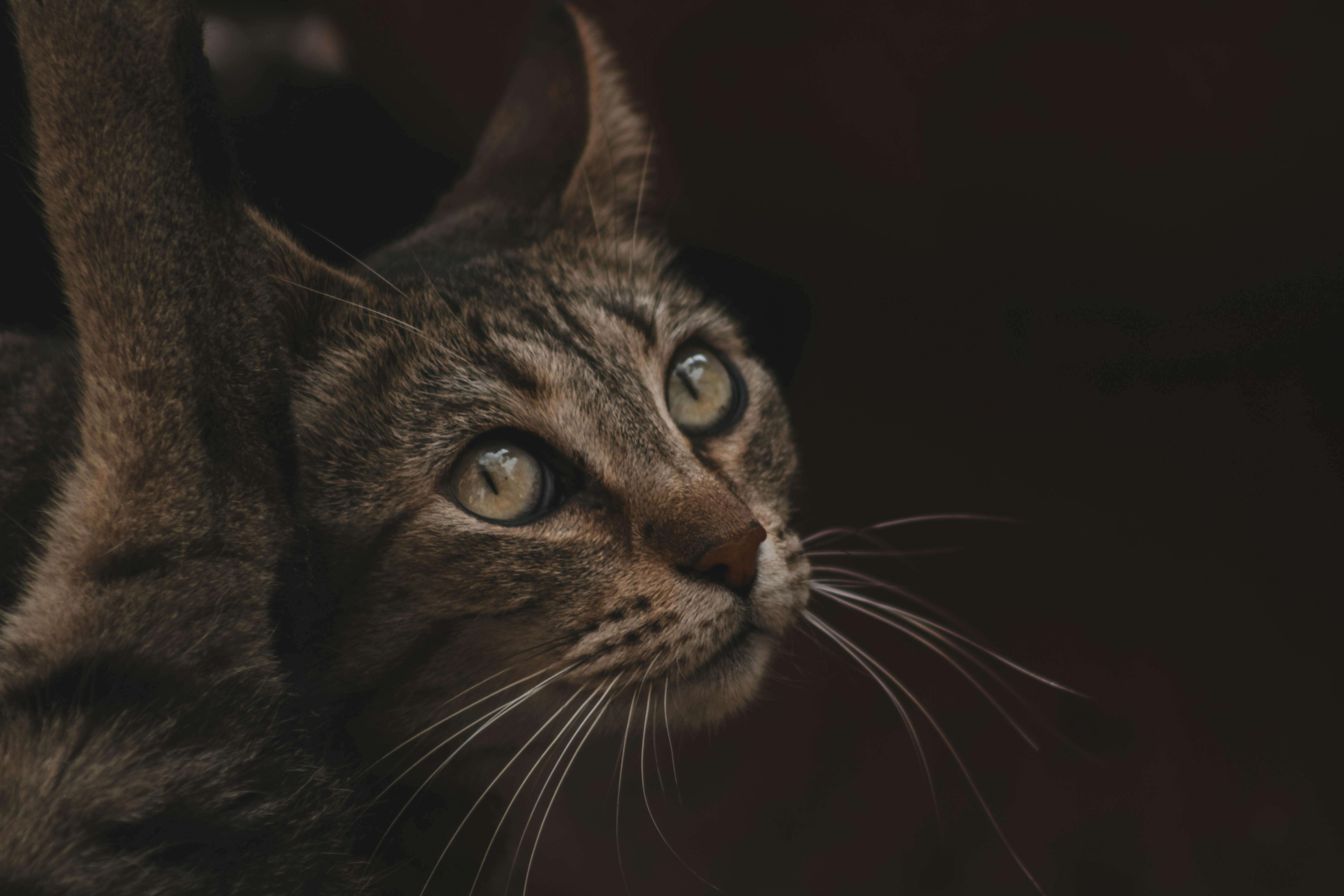 Black Cat Looking At The Camera Photos, Download The BEST Free Black ...