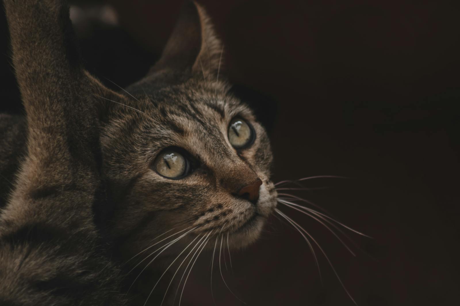 Cat Looking At Camera Photos, Download The BEST Free Cat Looking At ...