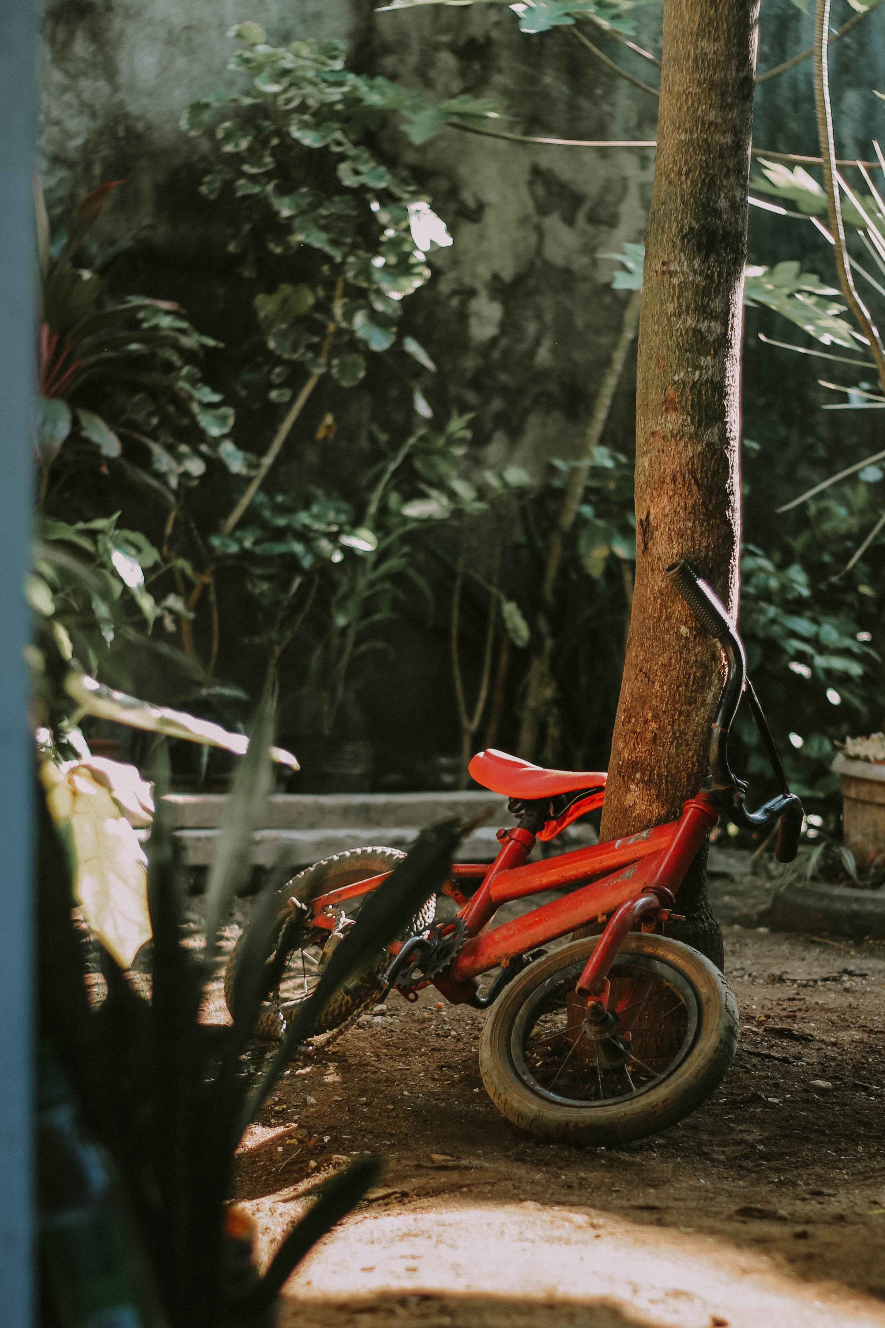 Red Child Bike by Tree · Free Stock Photo