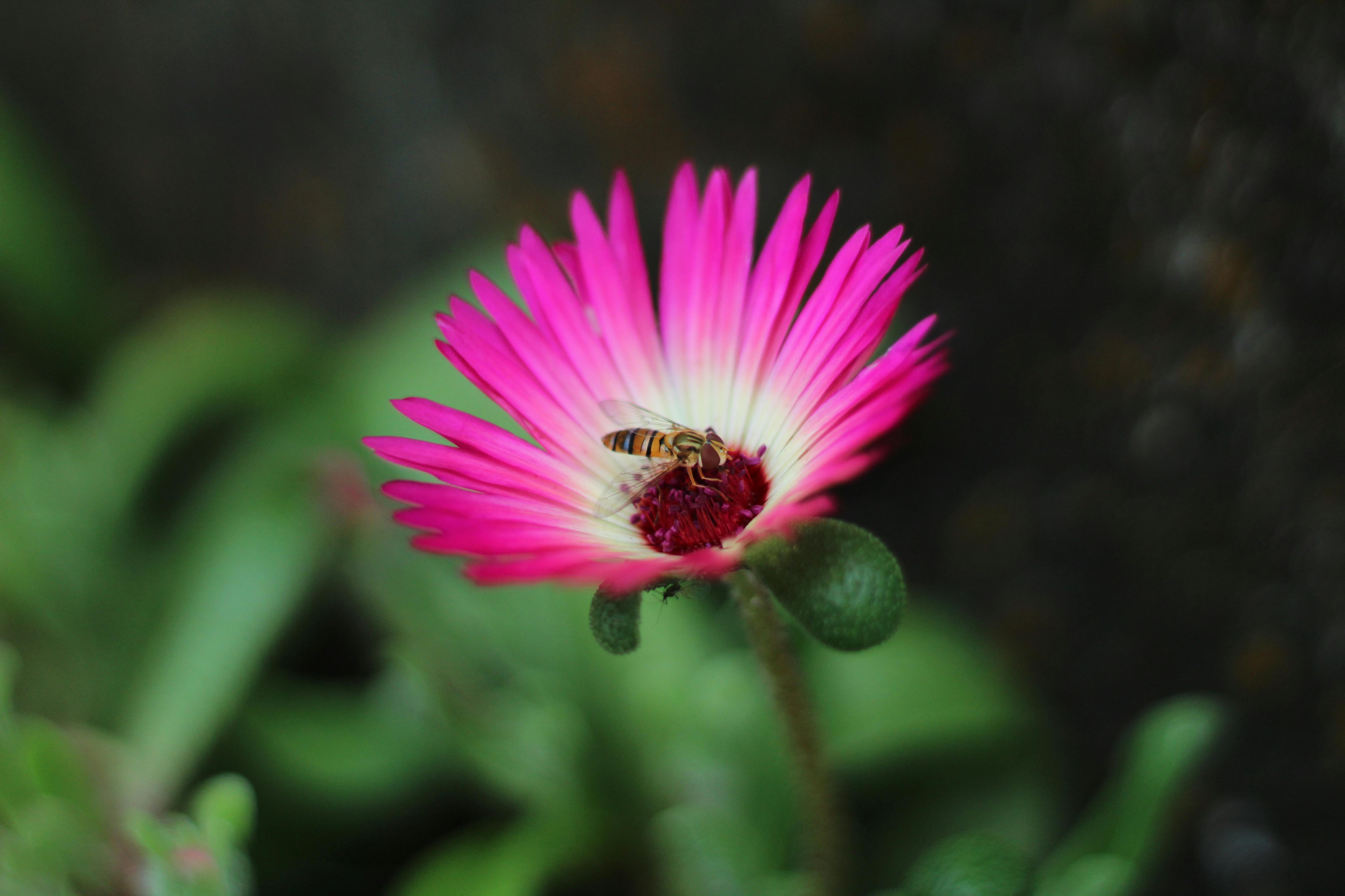 Pollinators Photos, Download The BEST Free Pollinators Stock Photos ...