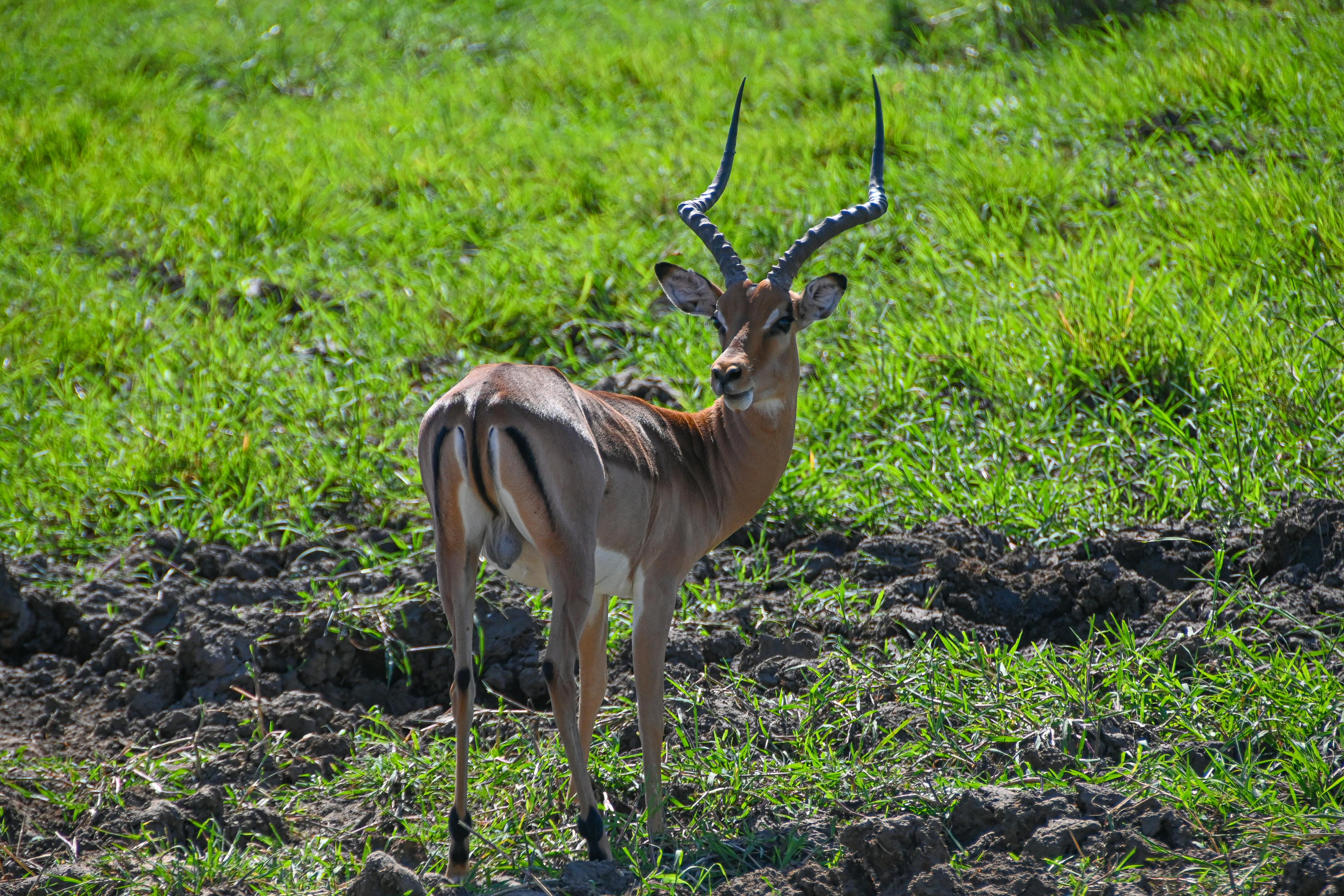 Royal Antelope Photos, Download The BEST Free Royal Antelope Stock ...